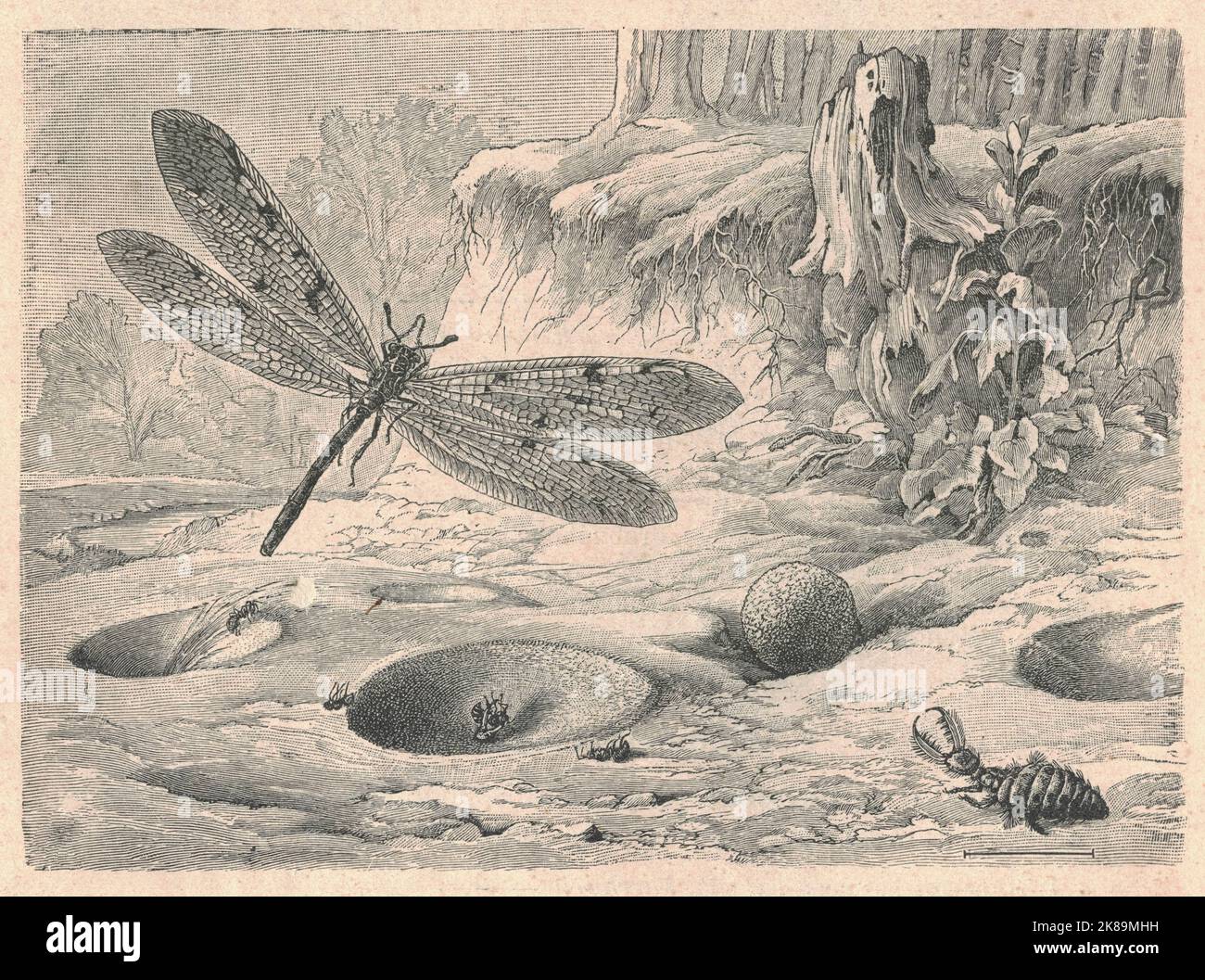 Antique engraved illustration of the antlion. Vintage illustration of ...