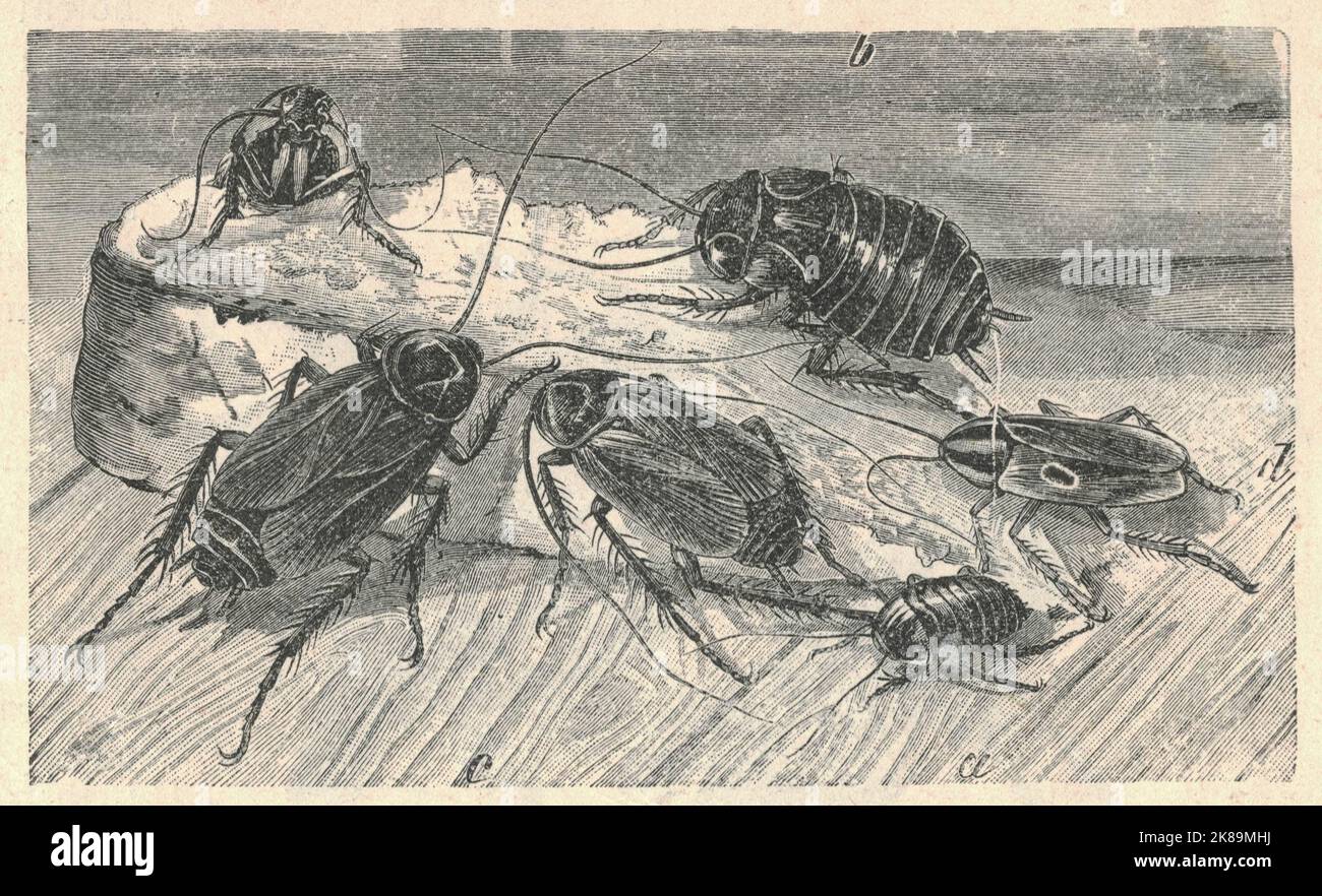 Antique engraved illustration of the cockroach. Vintage illustration of ...