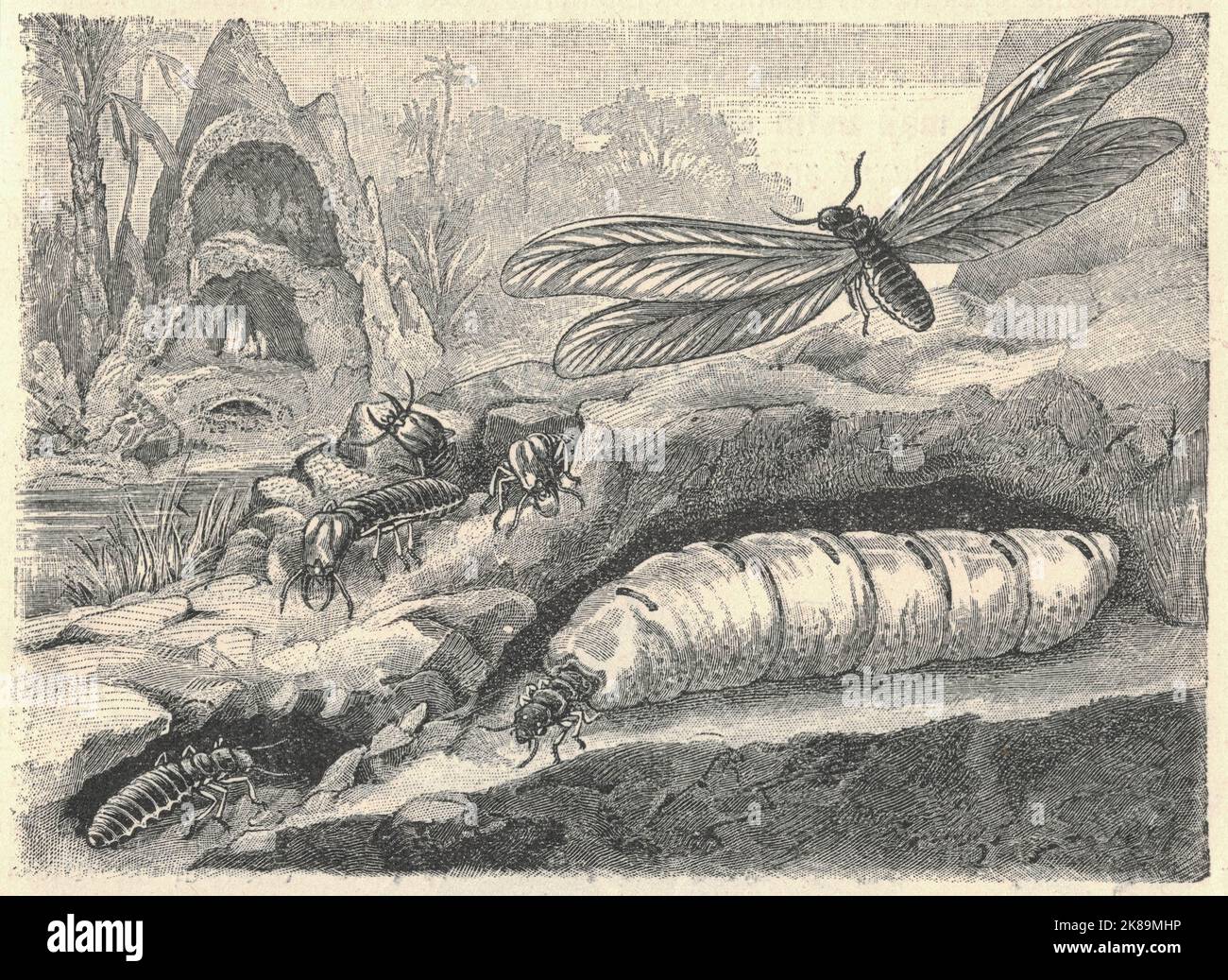 Antique engraved illustration of the termite. Vintage illustration of ...