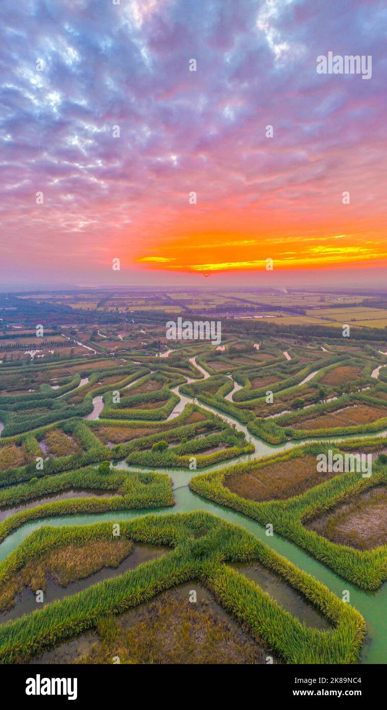 SUQIAN, CHINA - OCTOBER 21, 2022 - A meandering reed maze is seen under ...