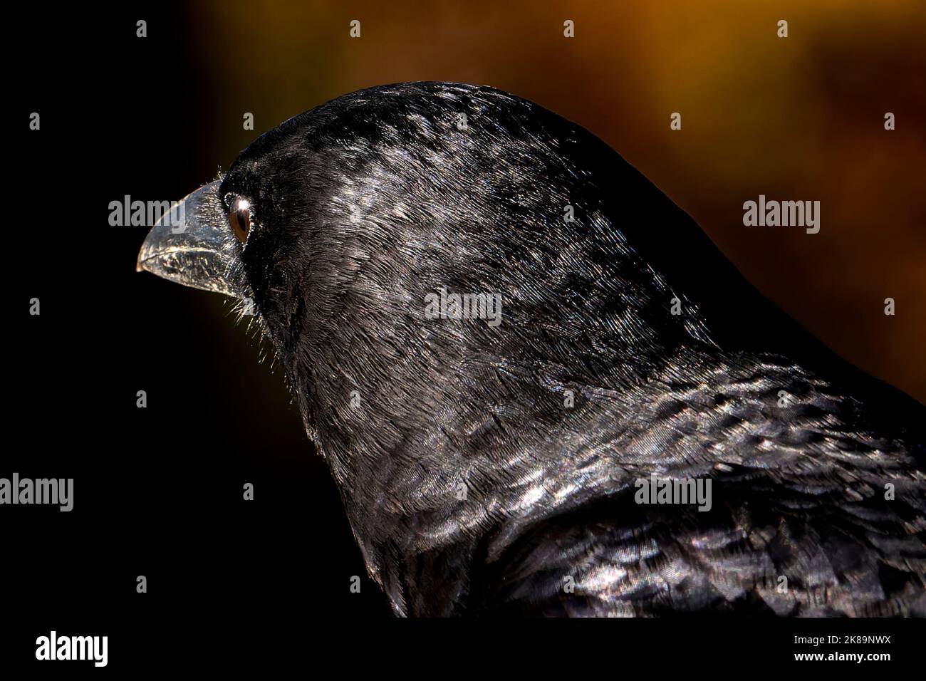 Big black bird arrives on the deck Stock Photo - Alamy