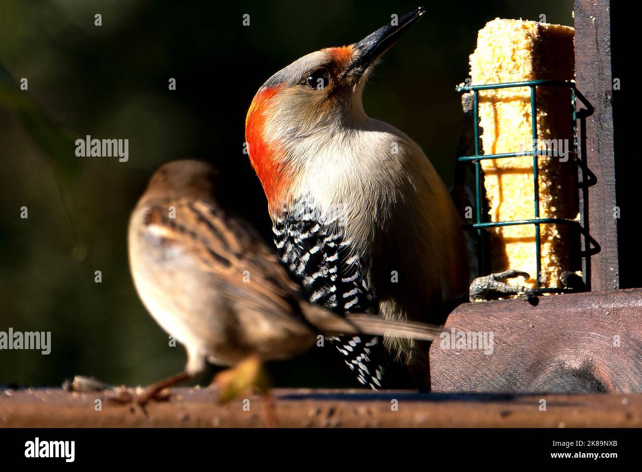 Red-Bellied Woodpecker on the bird feeder Stock Photo - Alamy