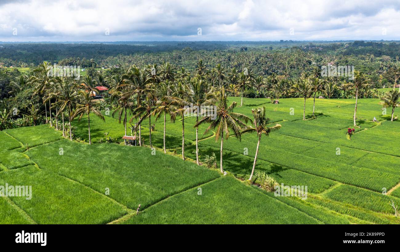 nature, green, field, landscape, rice, bali, agriculture, asia, plant ...