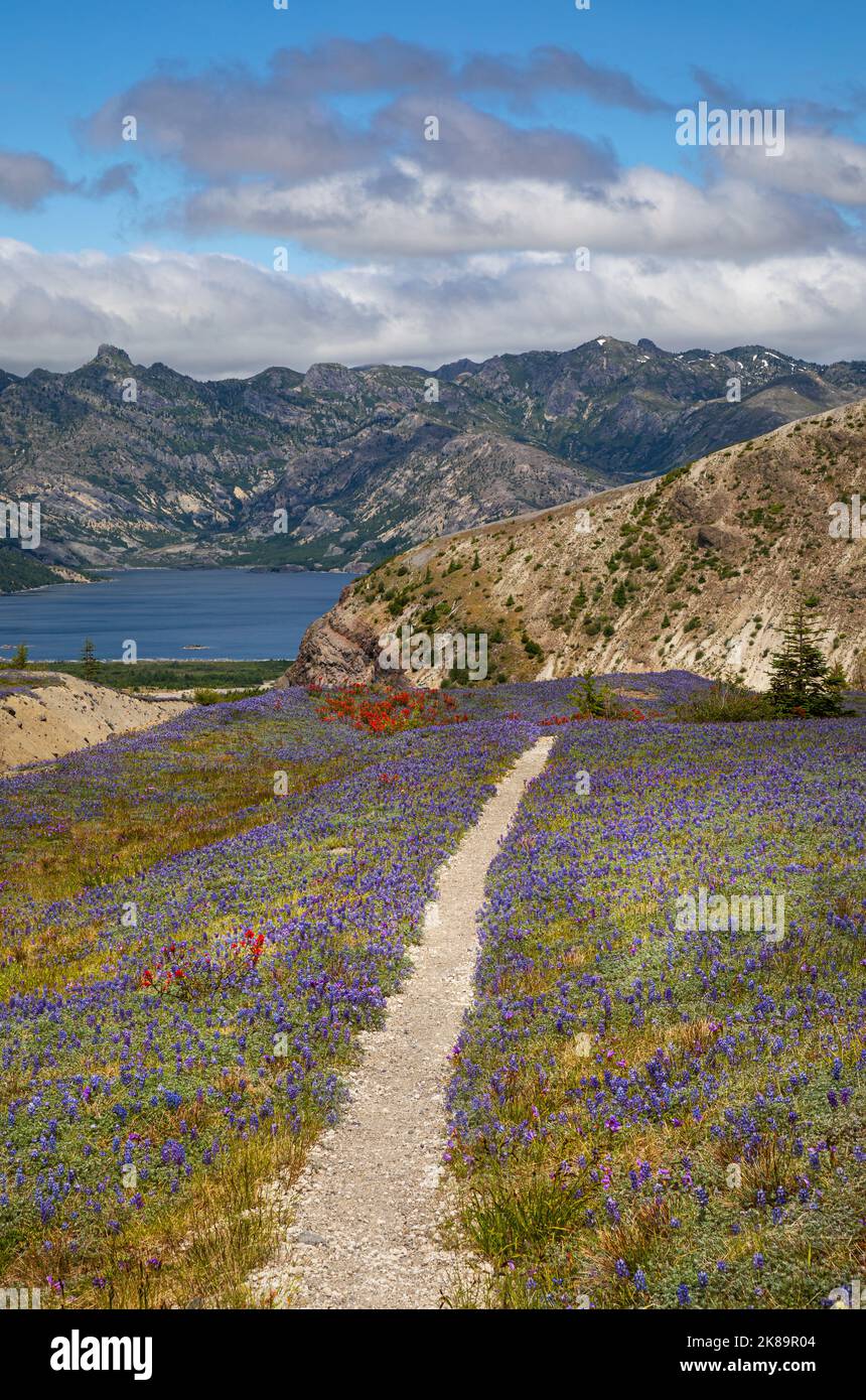 Mount st helens national volcanic monumnent hi-res stock photography ...