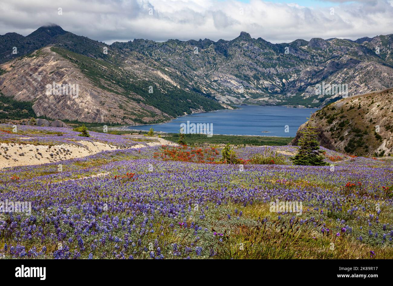 WA22472-00...WASHINGTON - Lupine and paintbrush covered meadows above ...