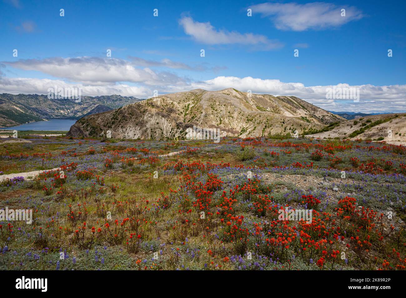 WA22474-00...WASHINGTON - The Loowit Trail passing through colorful ...