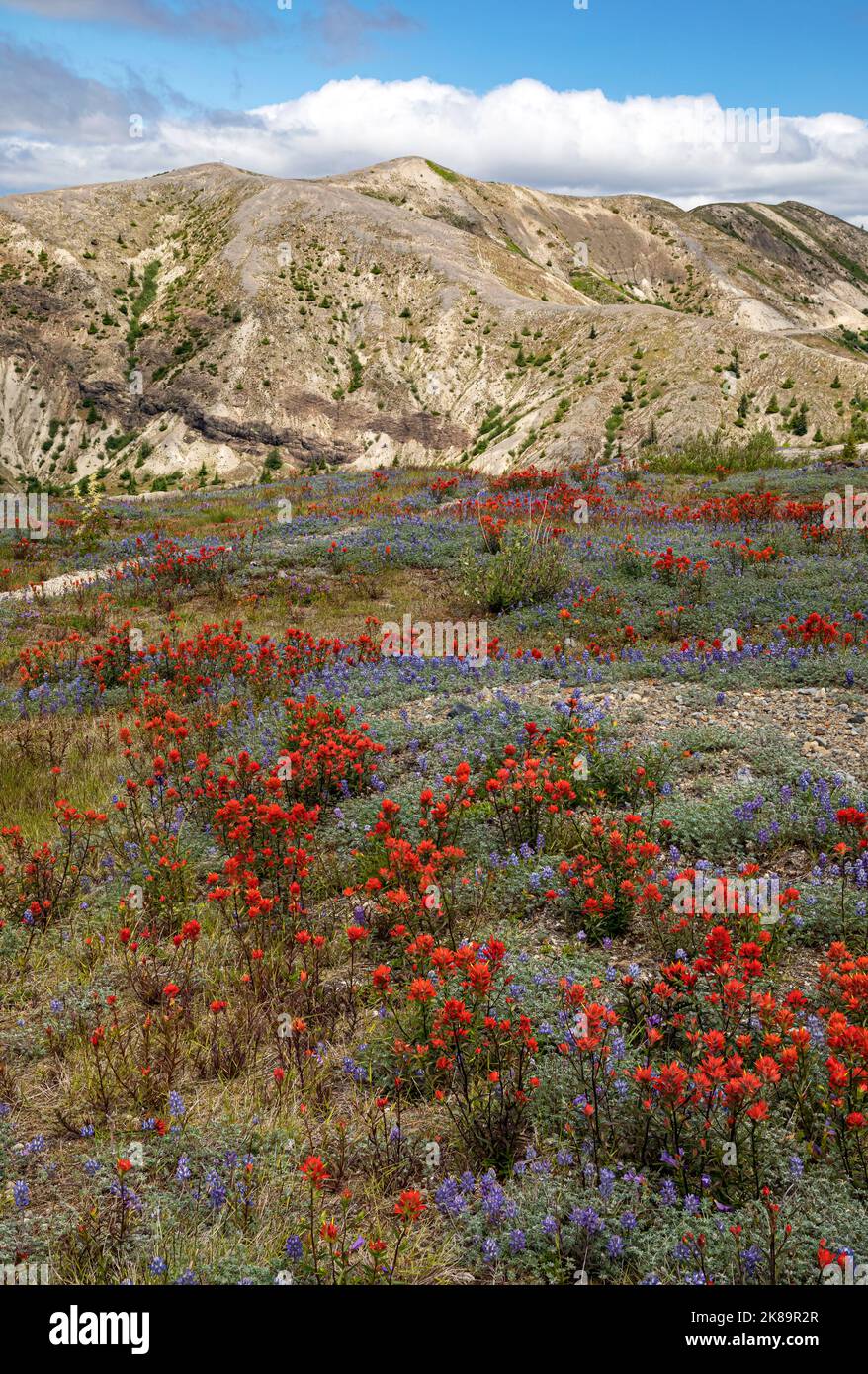 WA22475-00...WASHINGTON - The Loowit Trail passing through colorful ...