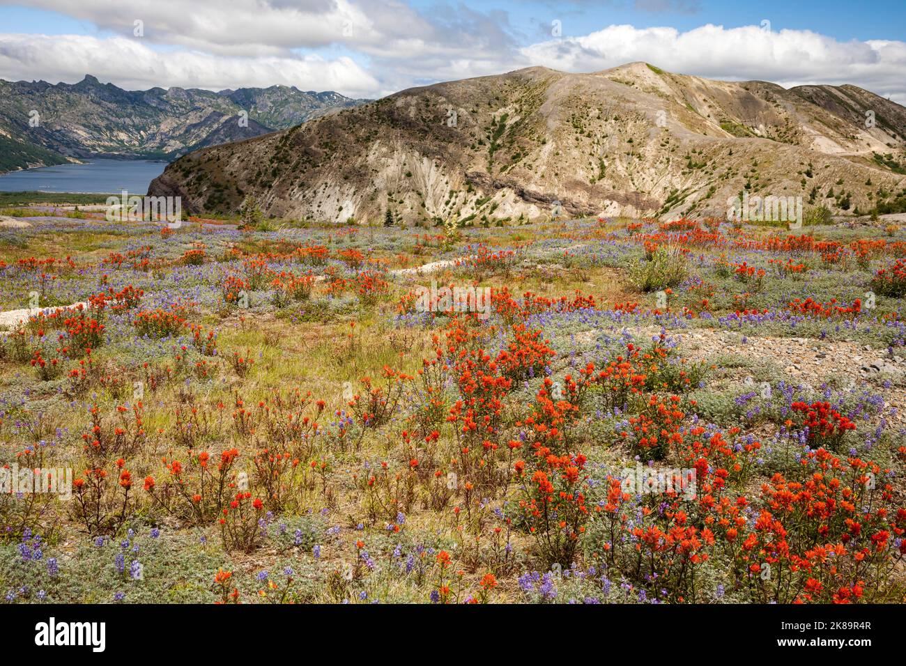 WA22475-00...WASHINGTON - The Loowit Trail passing through colorful ...
