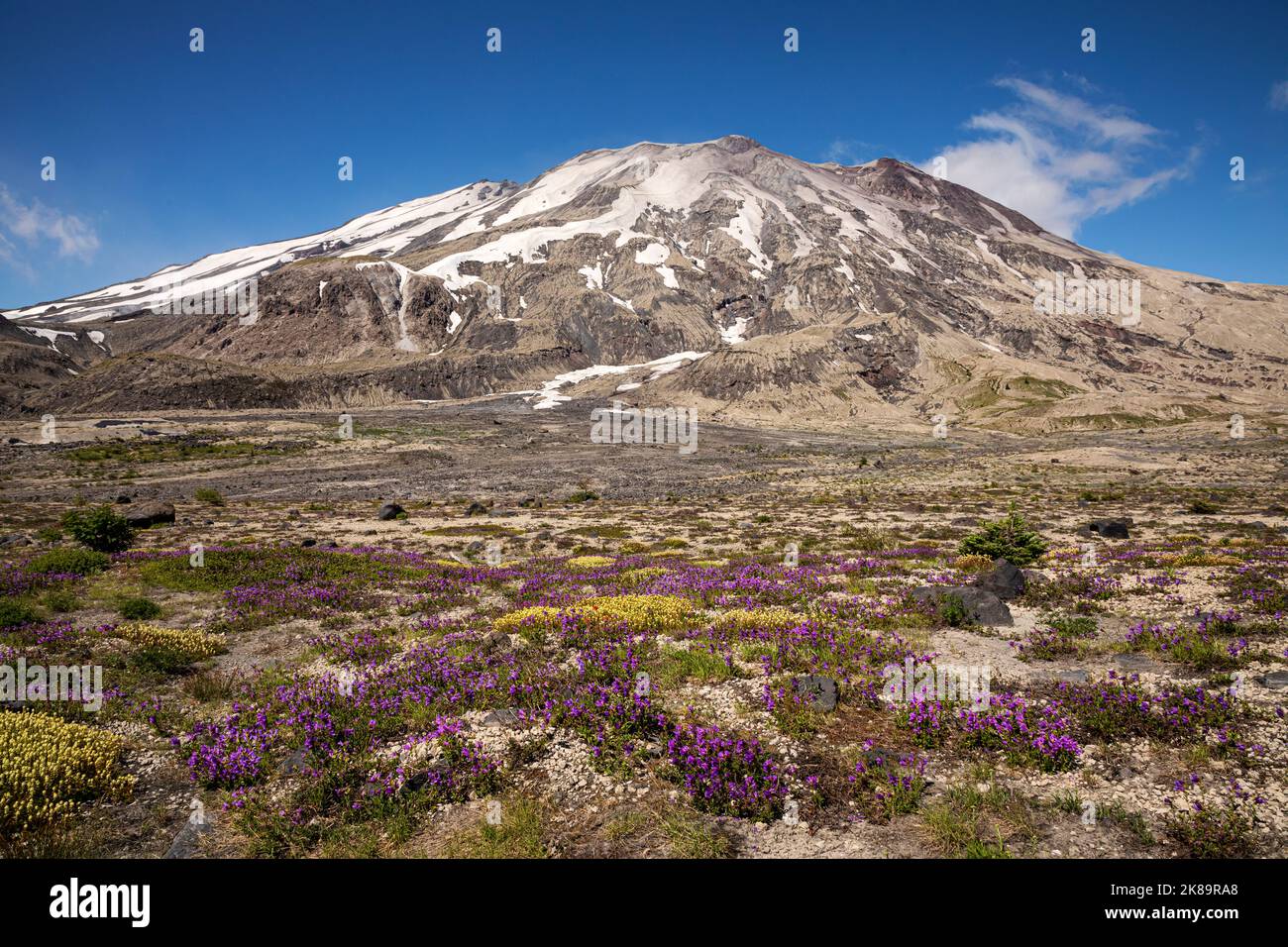 WA22490-00...WASHINGTON - Colorful flowers along the Loowit Trail in ...