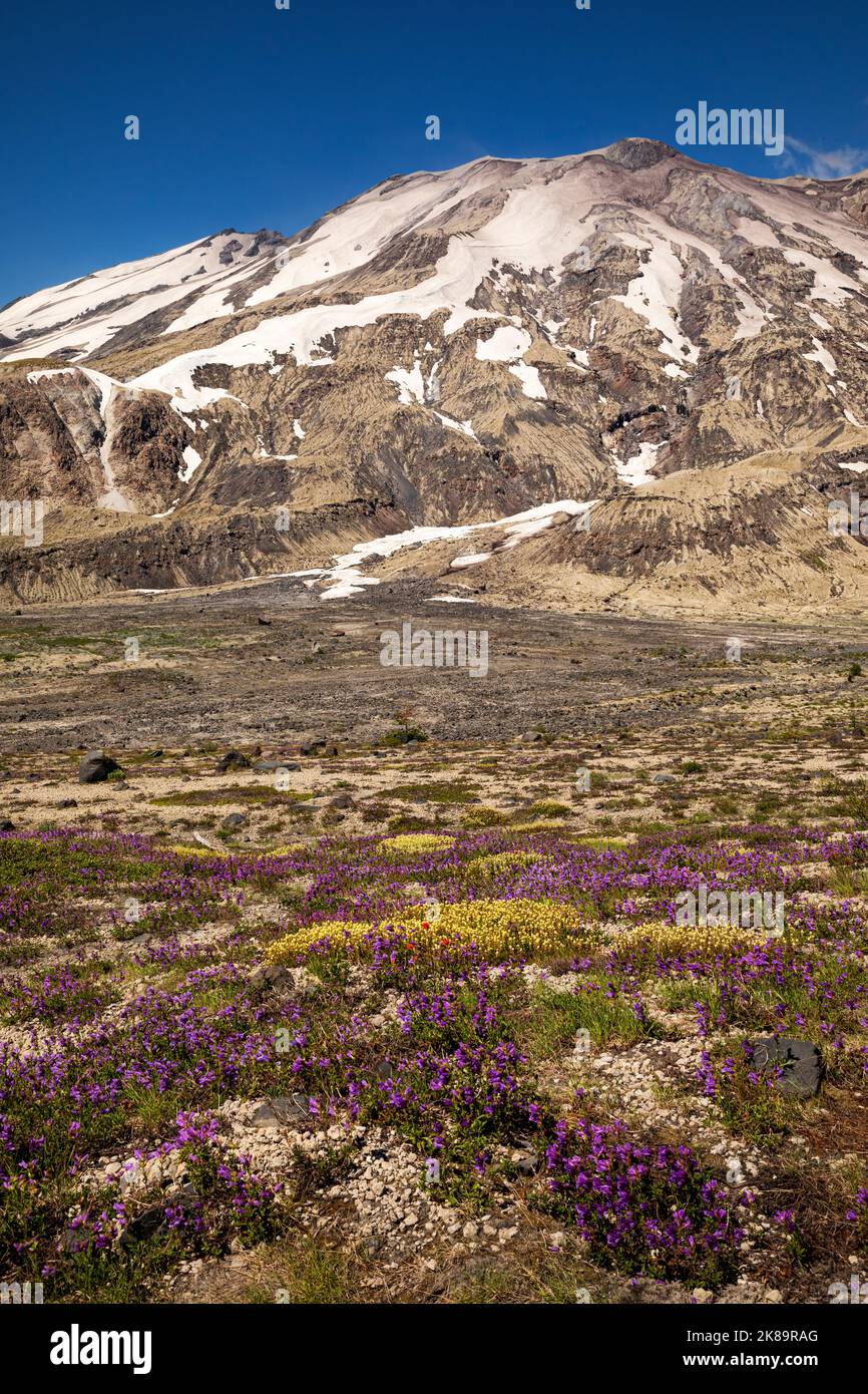 WA22491-00...WASHINGTON - Colorful flowers along the Loowit Trail in ...