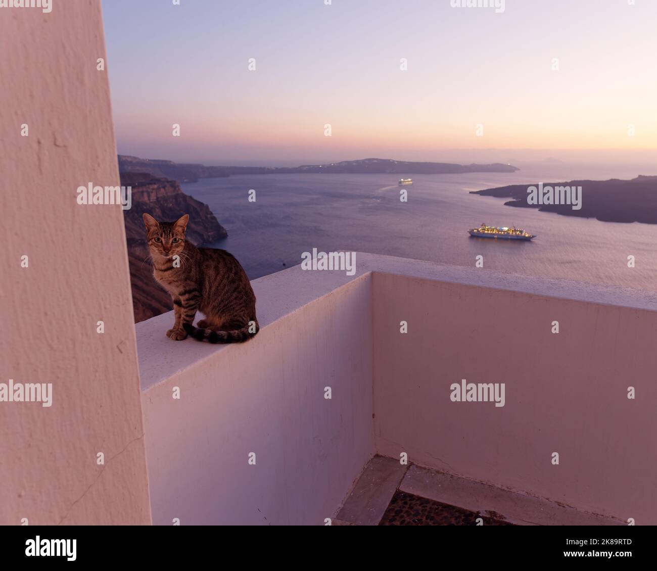 Cat sits on a ledge in the Town of Fira at sunset from a coastal path ...