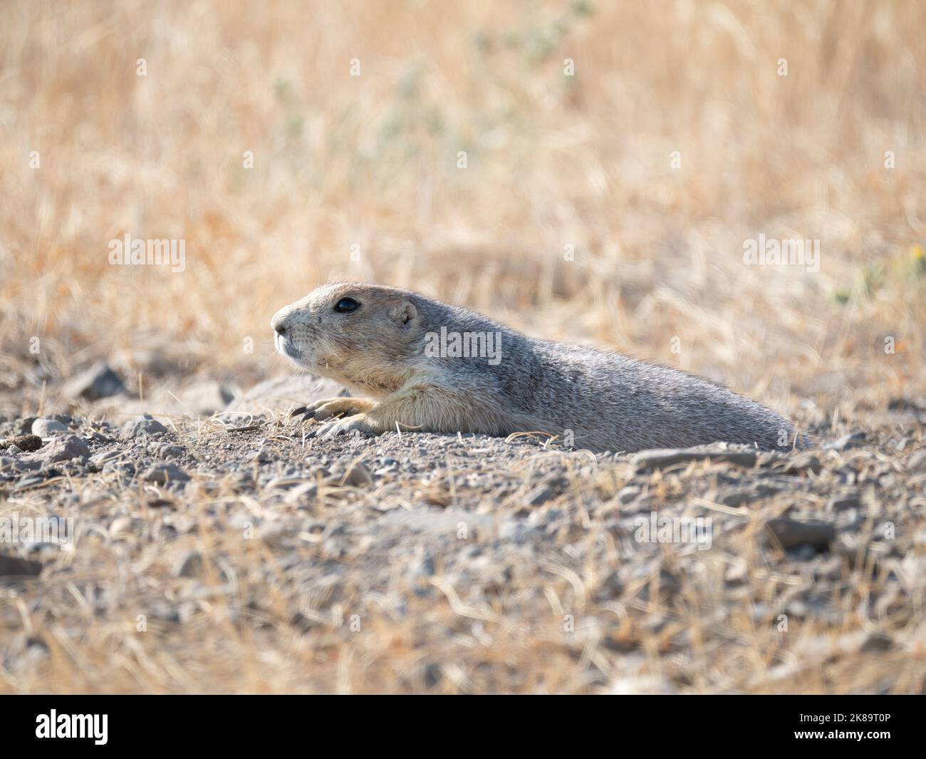 Curious black-tailed prairie dog near its burrow with dried grass in ...