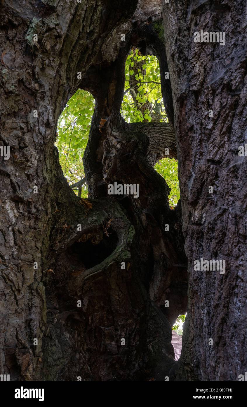 PRODUCTION - 21 October 2022, Saxony, Collm: An ancient summer lime ...