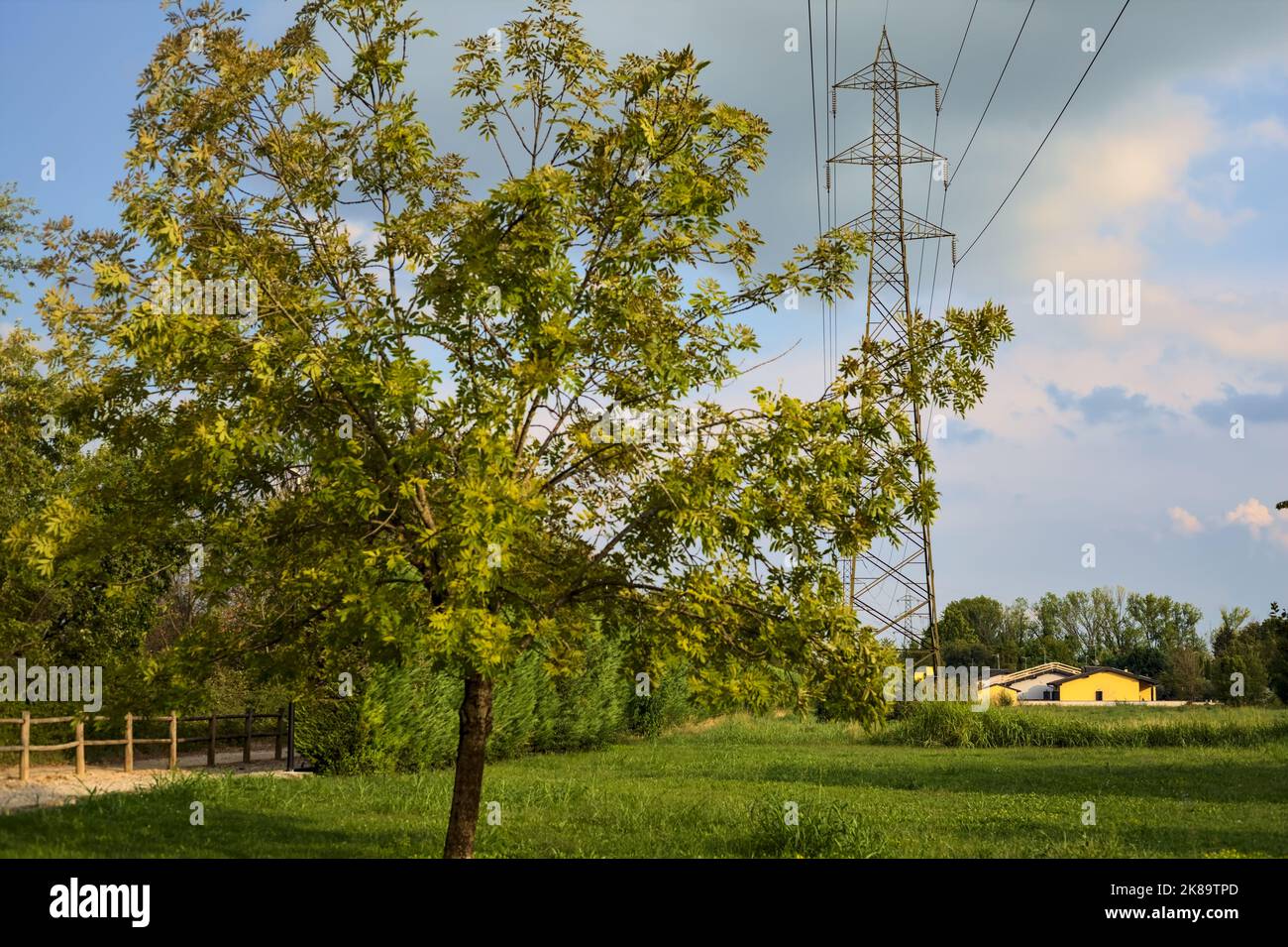 Tree in an empty field near a hedge and a house Stock Photo - Alamy