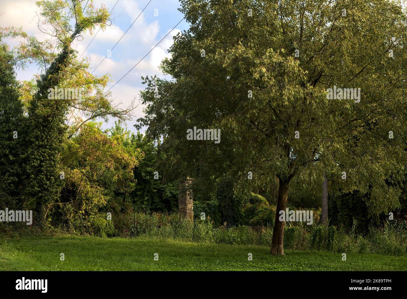Tree in a small park in the italian countryside Stock Photo - Alamy