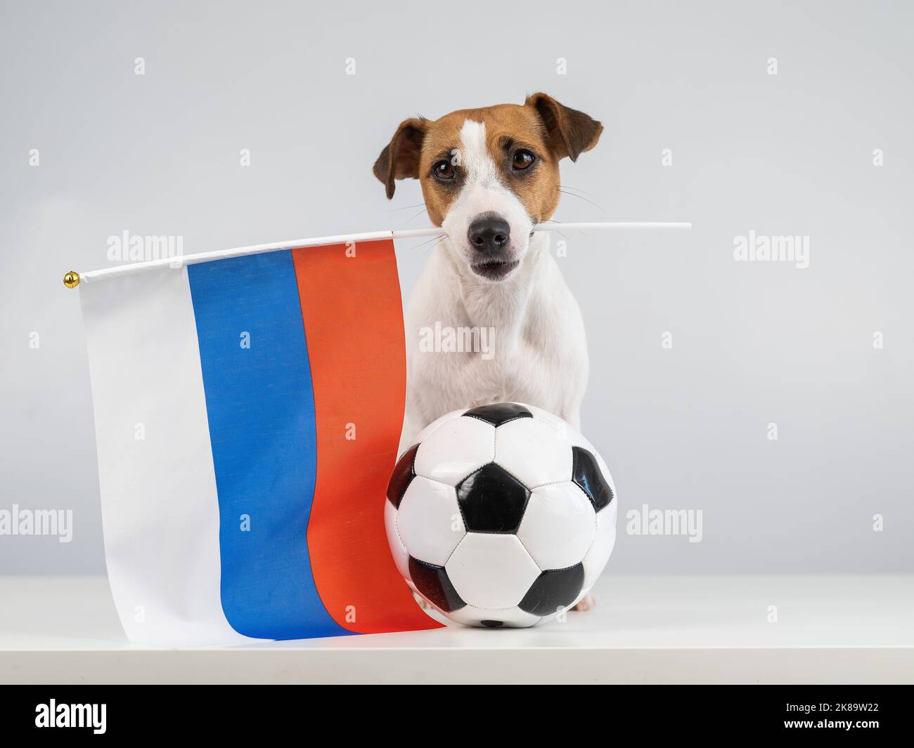 Jack Russell Terrier dog holding a Russian flag and a soccer ball on a ...