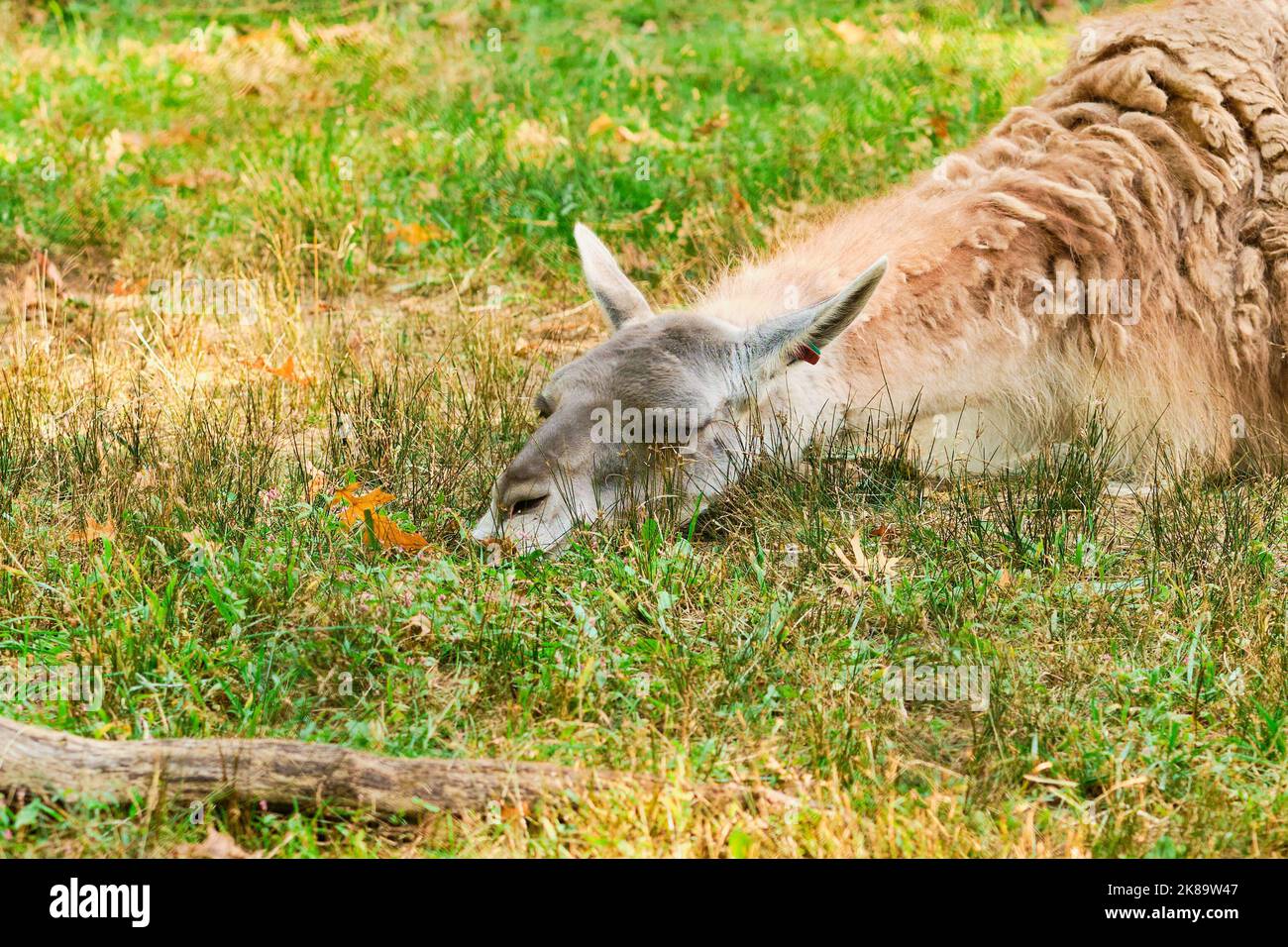 guanaco is lying down in the field at the zoo Stock Photo - Alamy