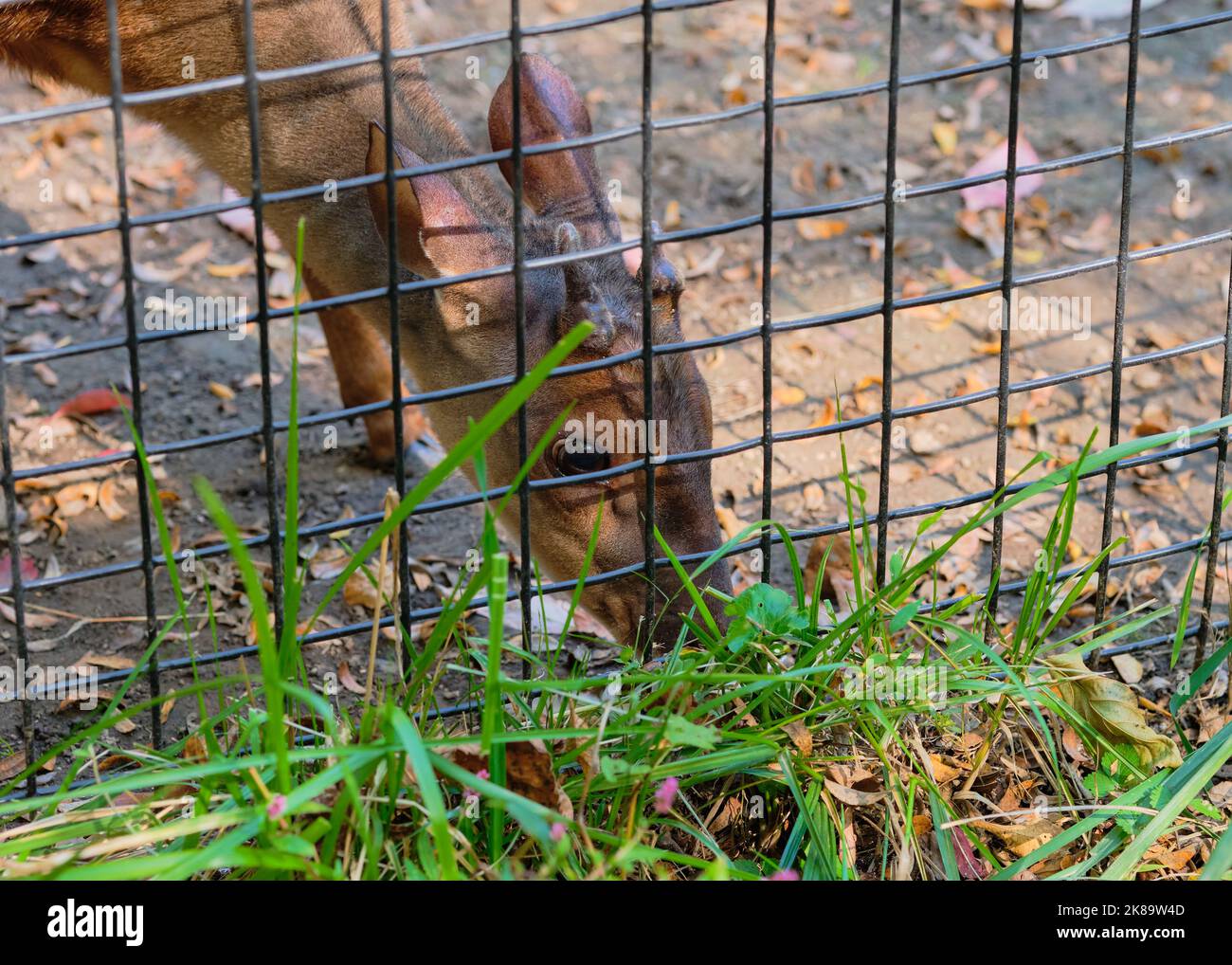 Red brocket deer in its enclosure at the zoo Stock Photo - Alamy
