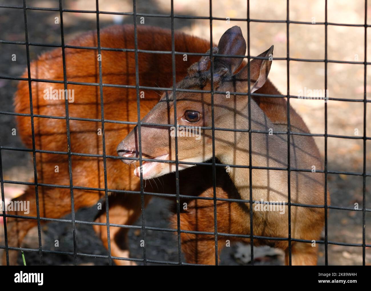 Red brocket deer in its enclosure at the zoo Stock Photo - Alamy