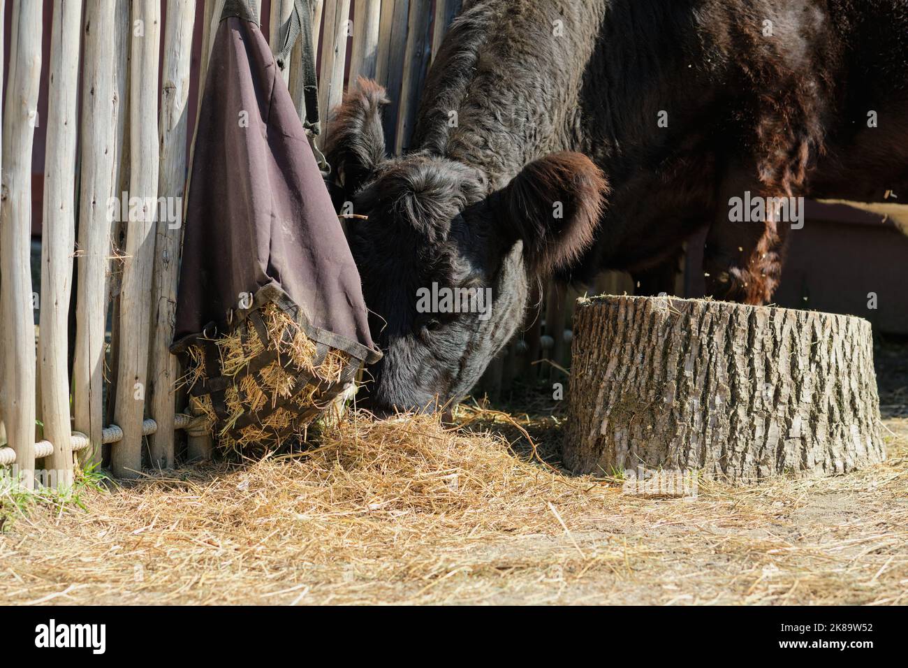 Belted Galloway cow is feeding and roaming around the barn at an ...