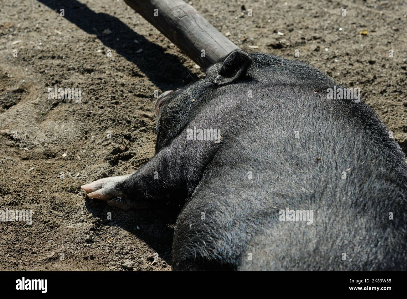 Big black pig zoo hi-res stock photography and images - Alamy