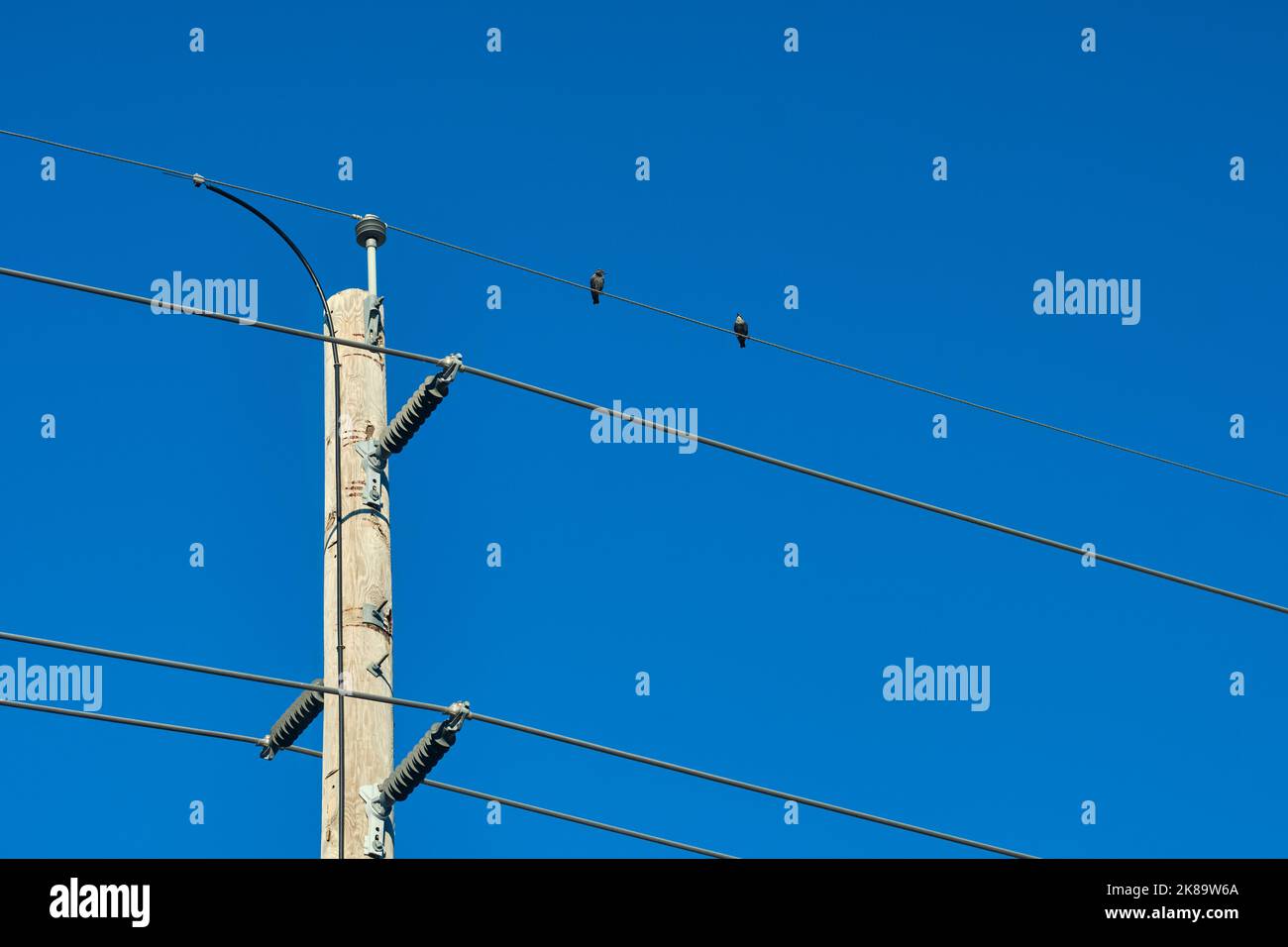 Electrical pole with a couple of birds sitting on the wire Stock Photo ...