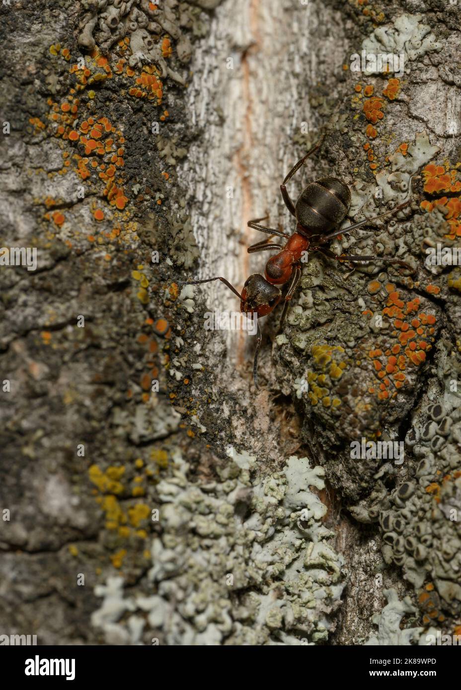 An ant on the bark of a tree covered with lichen Stock Photo - Alamy