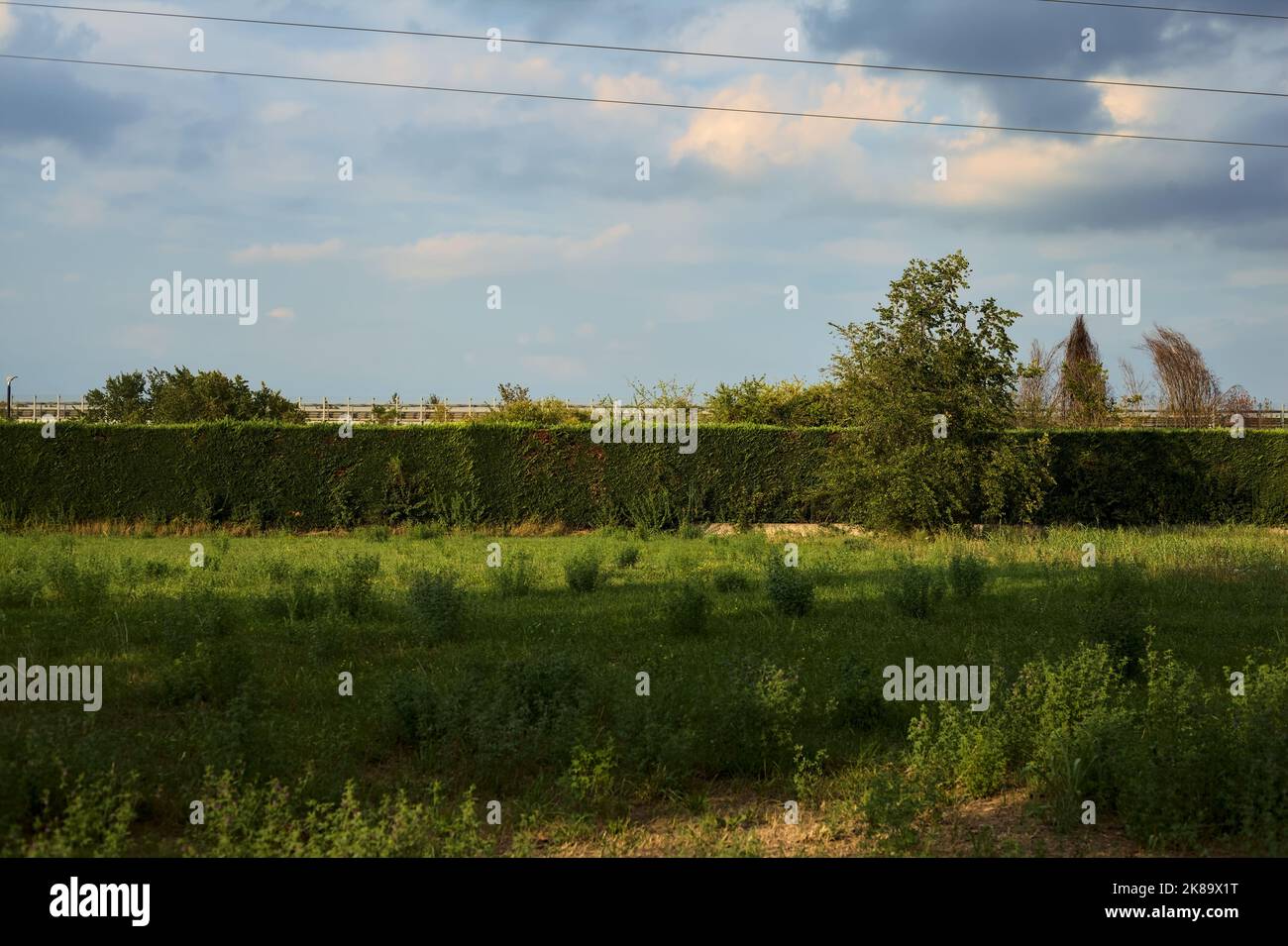 Tree in an empty field near a hedge and a house Stock Photo - Alamy
