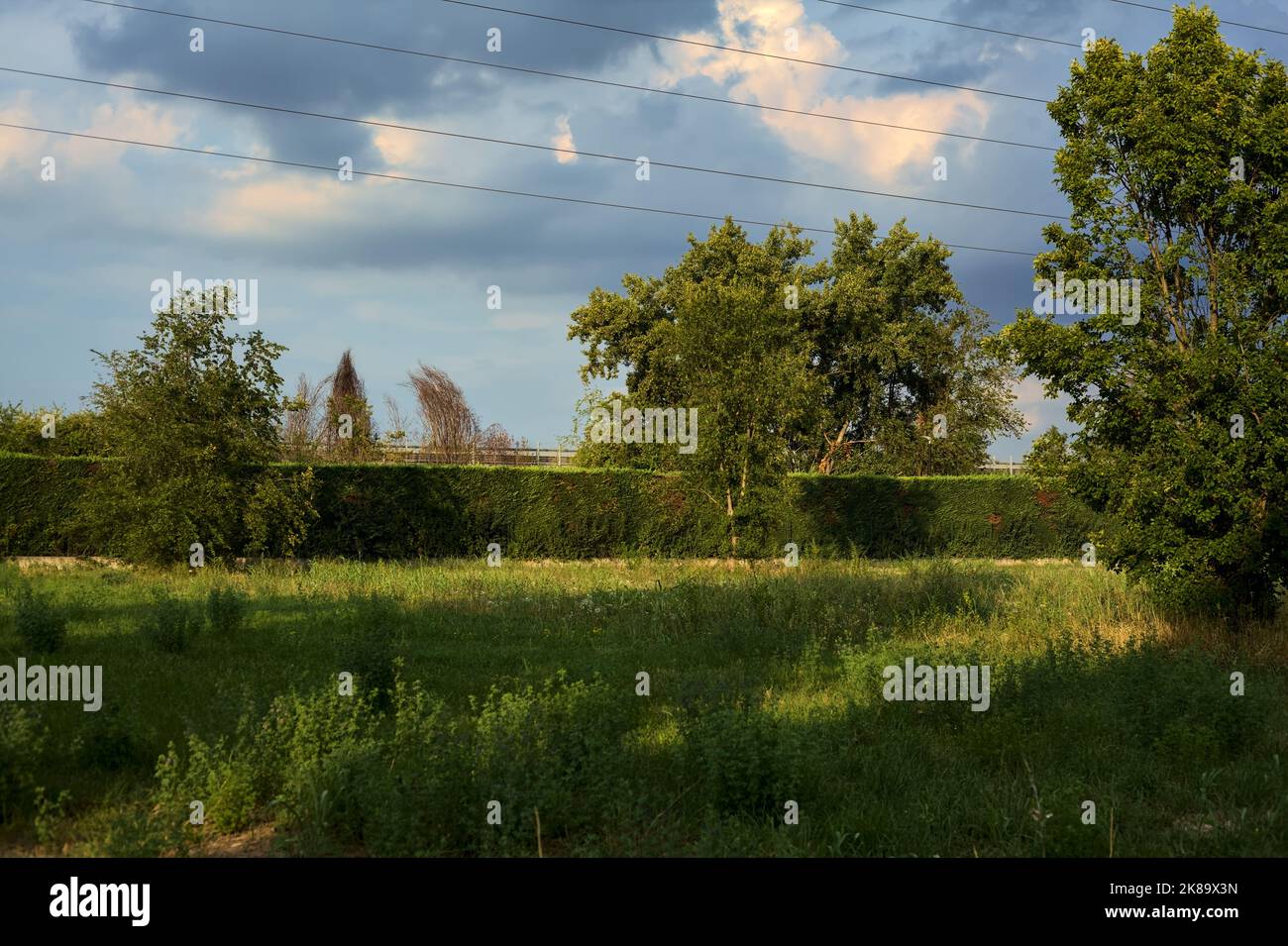 Tree in an empty field near a hedge and a house Stock Photo - Alamy