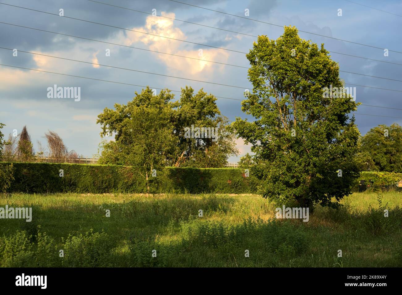 Tree in an empty field near a hedge and a house Stock Photo - Alamy