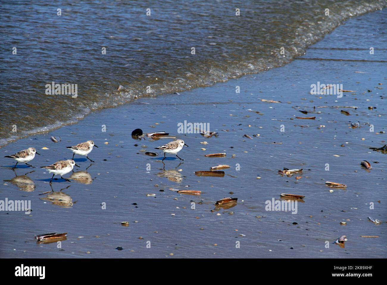 Sanderling ( Calidris alba ) Birds on Shoreline, Island of Juist ...