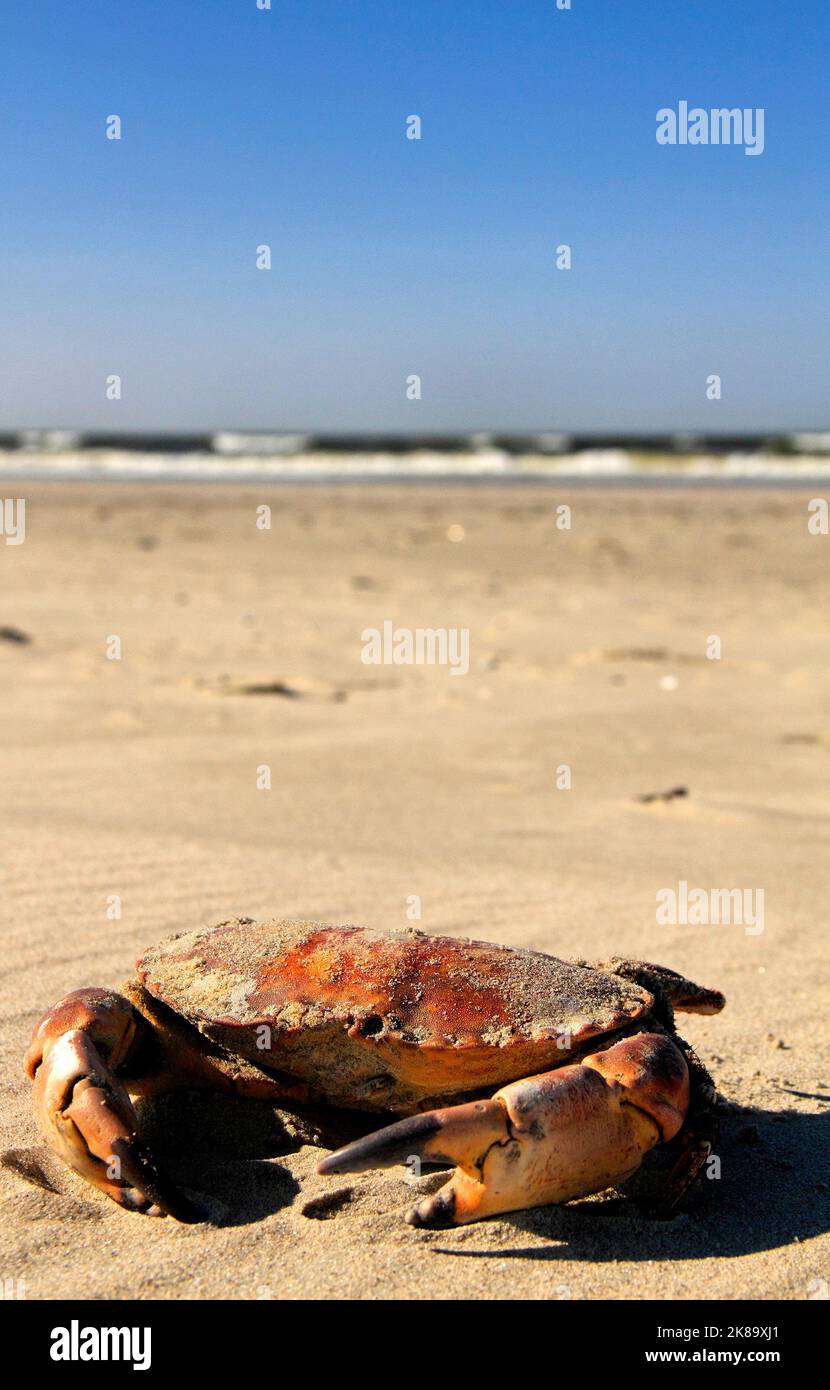 Sea Crab on Sandy Beach, Isand of Juist, Germany Stock Photo - Alamy