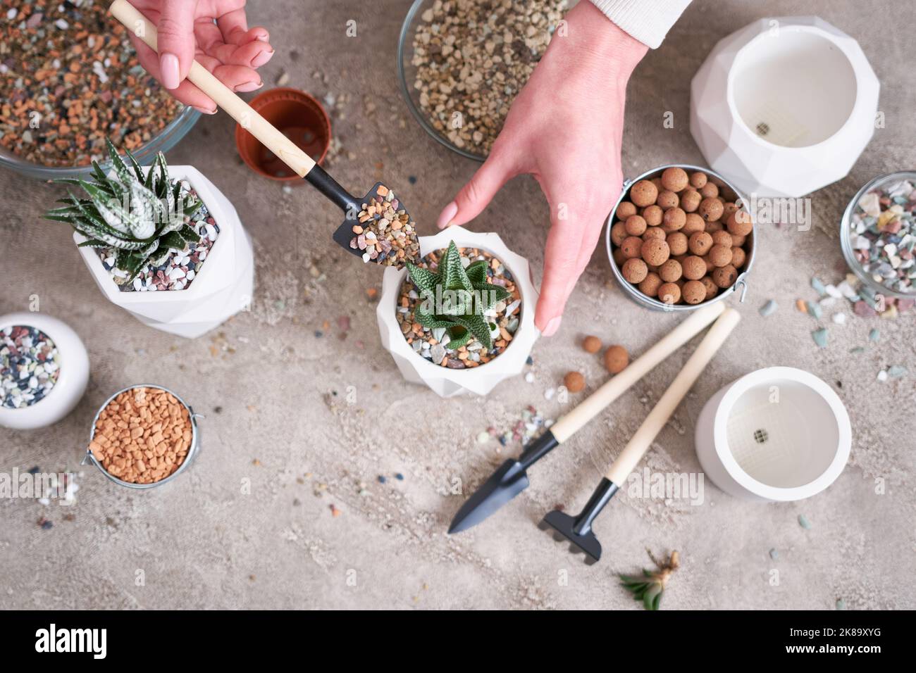 Woman planting Succulent haworthia Plant into White ceramic Pot Stock ...