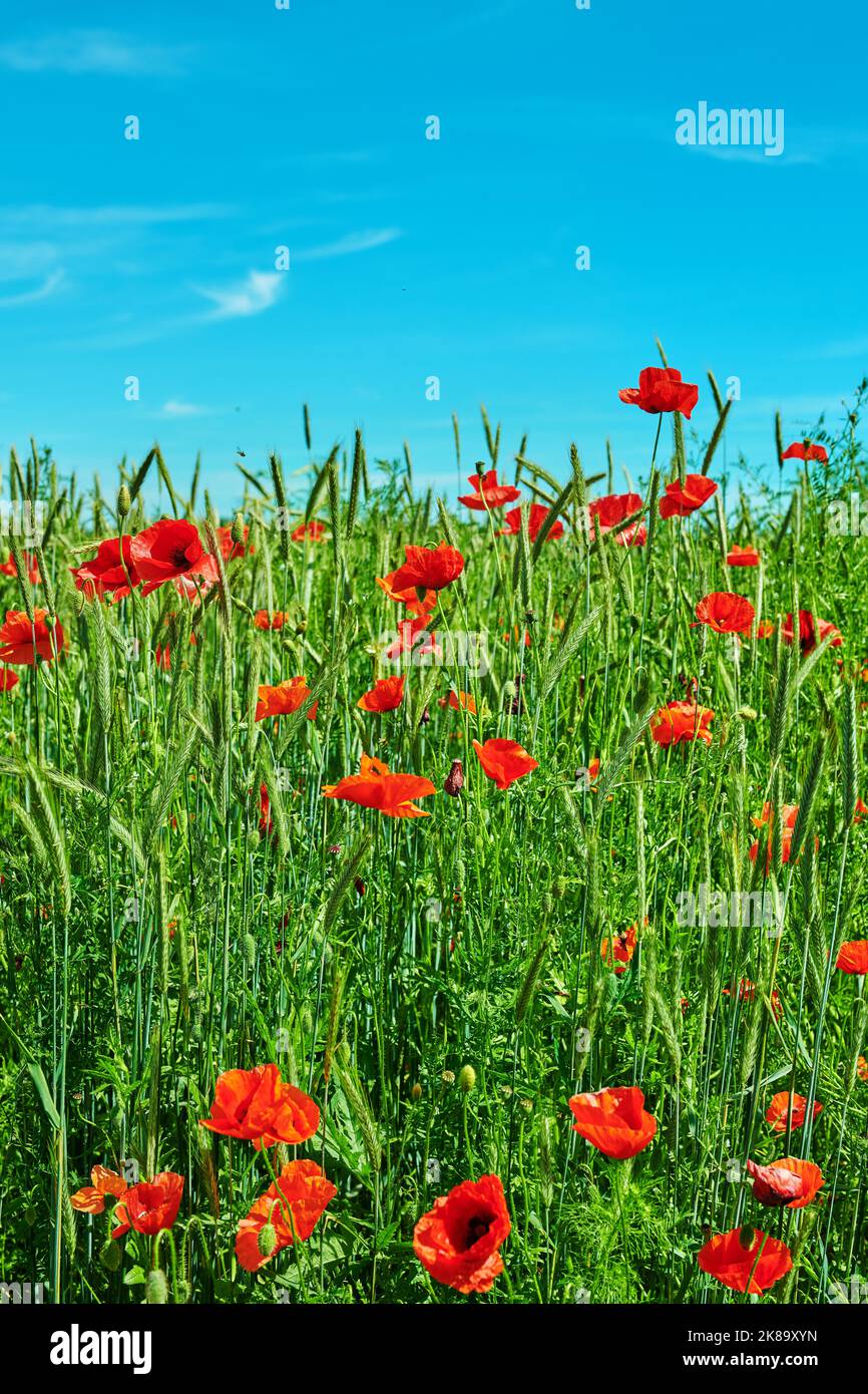 Wheat fields with poppies in early summer. A photo of poppies in the ...