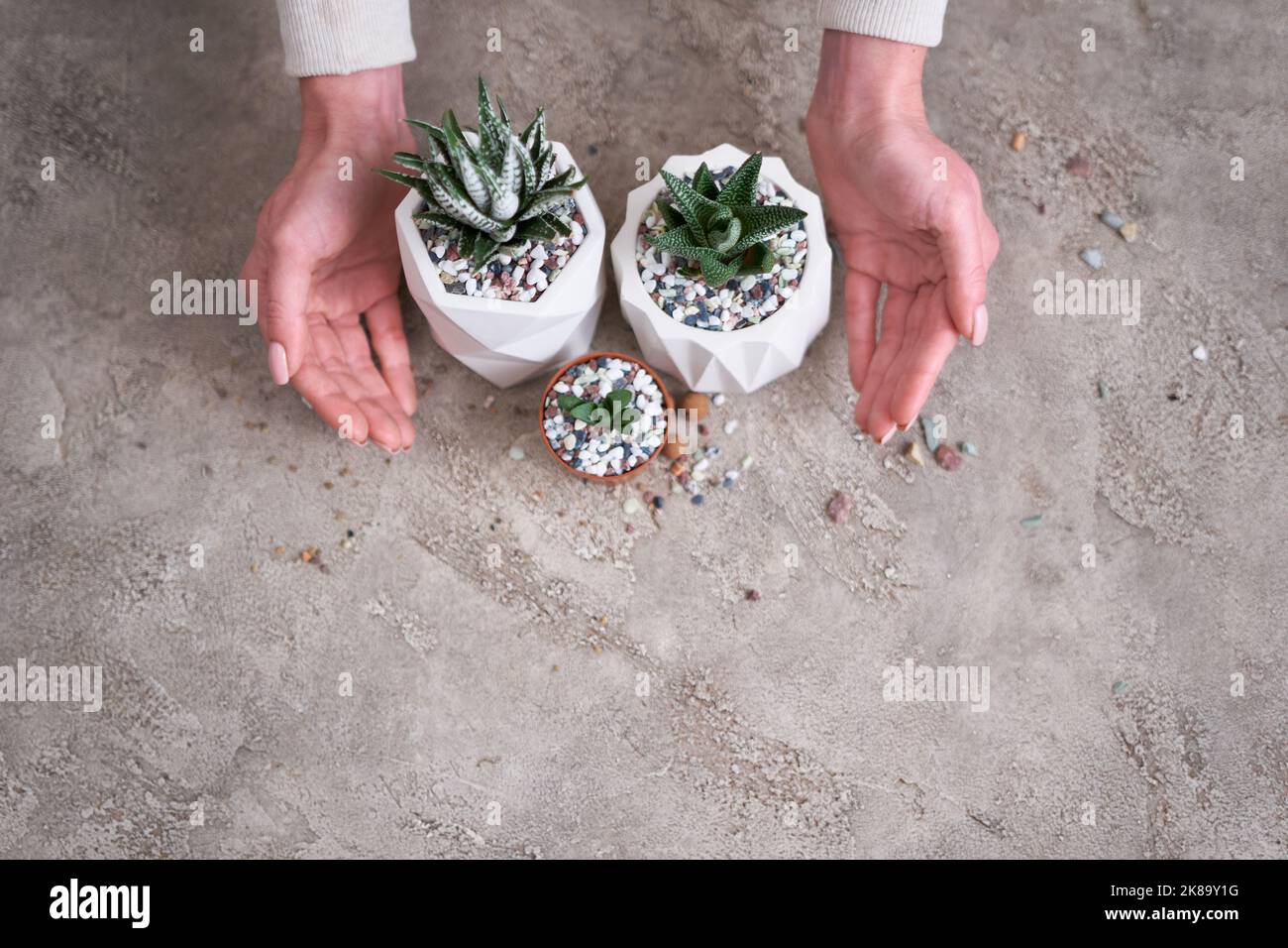 Potted Succulent haworthia Plant in White ceramic Pot Stock Photo - Alamy