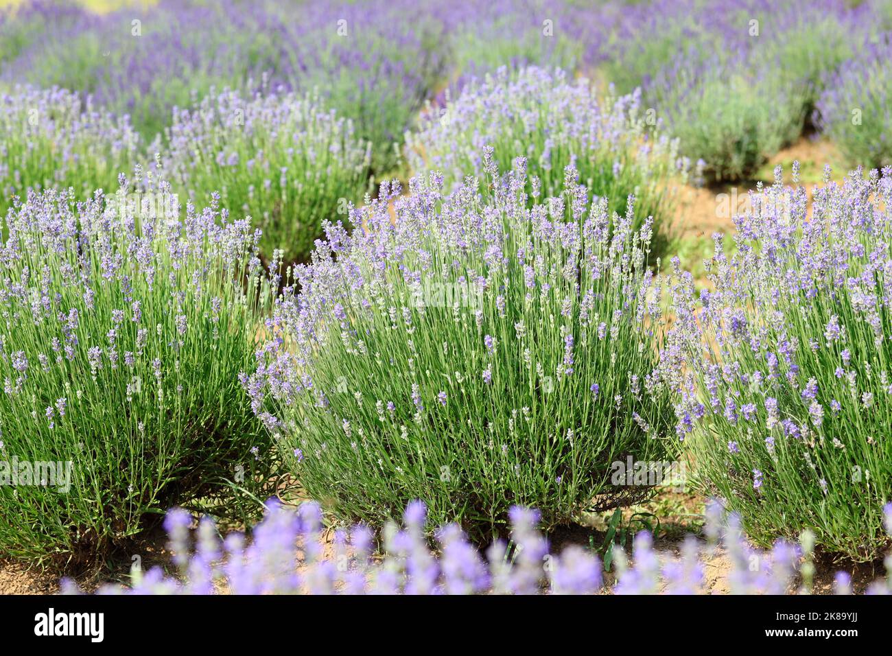 lavender flower bushes in the field to production of perfumes and ...