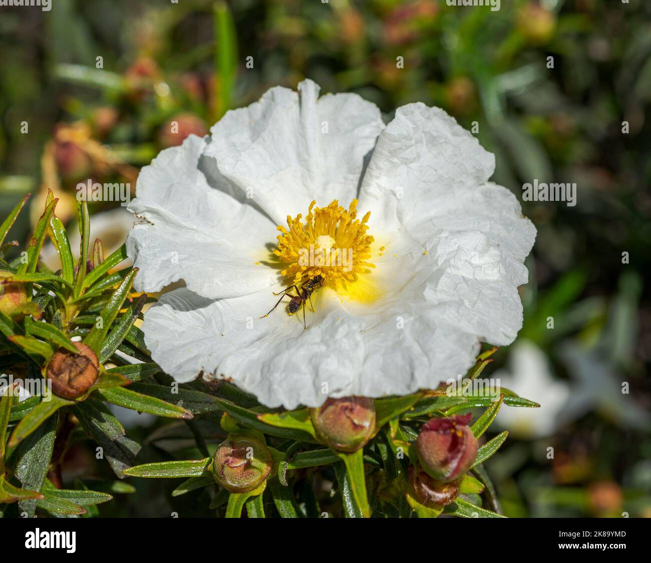 Flowers of Gum rockrose, Cistus ladanifer. Photo taken in La Pedriza ...