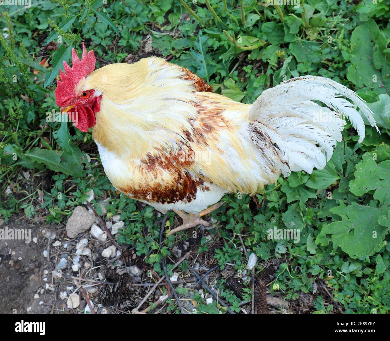 big rooster head of the hen house with big red crest on the head Stock ...