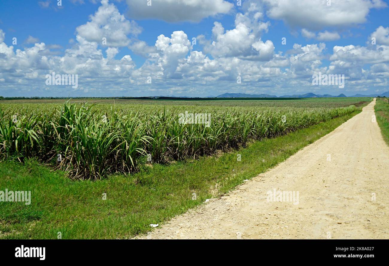 huge sugar cane fields in tthe dominican republic Stock Photo - Alamy