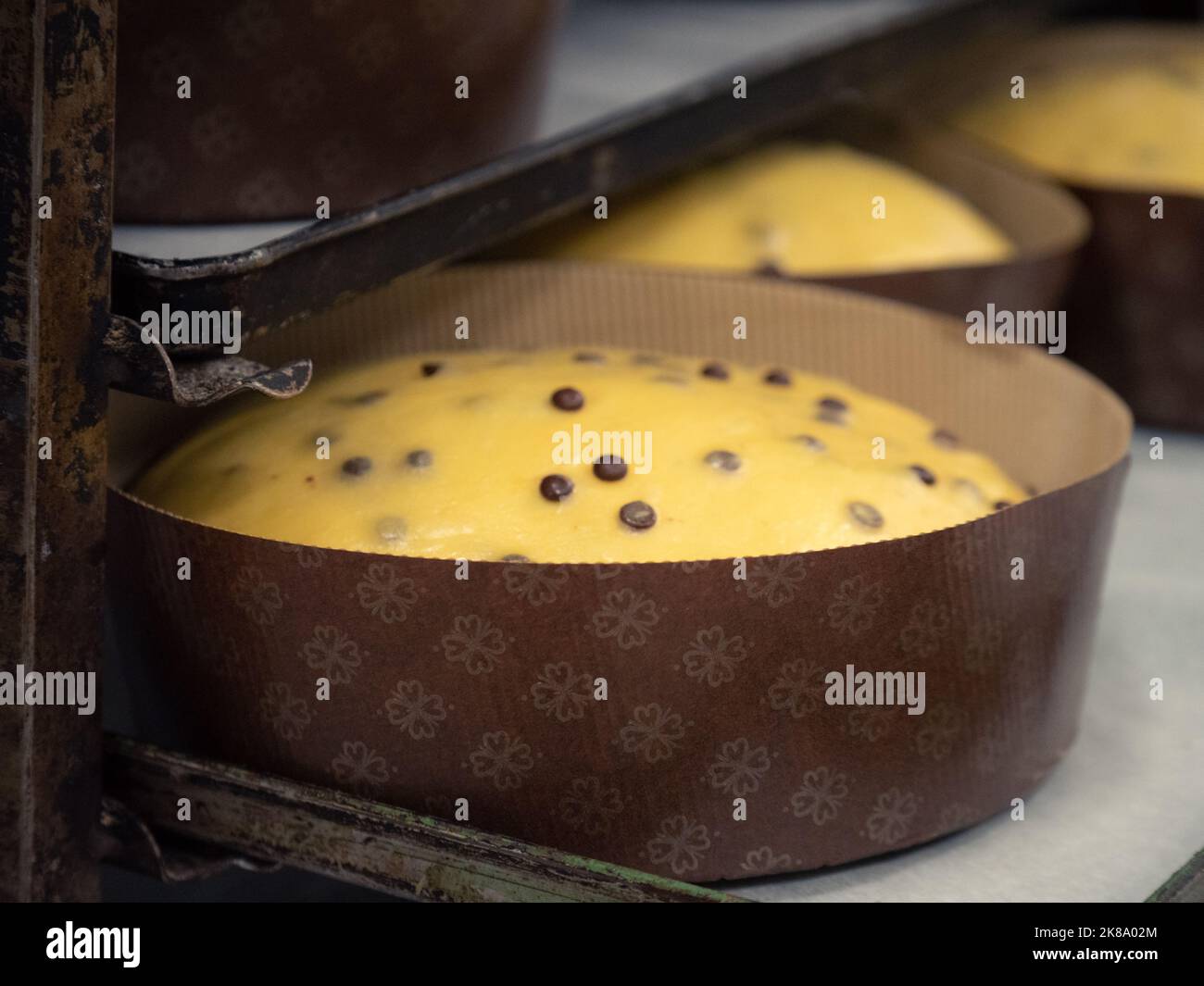 group of uncooked unbaked panettone sweet milanese italian chrstmas ...
