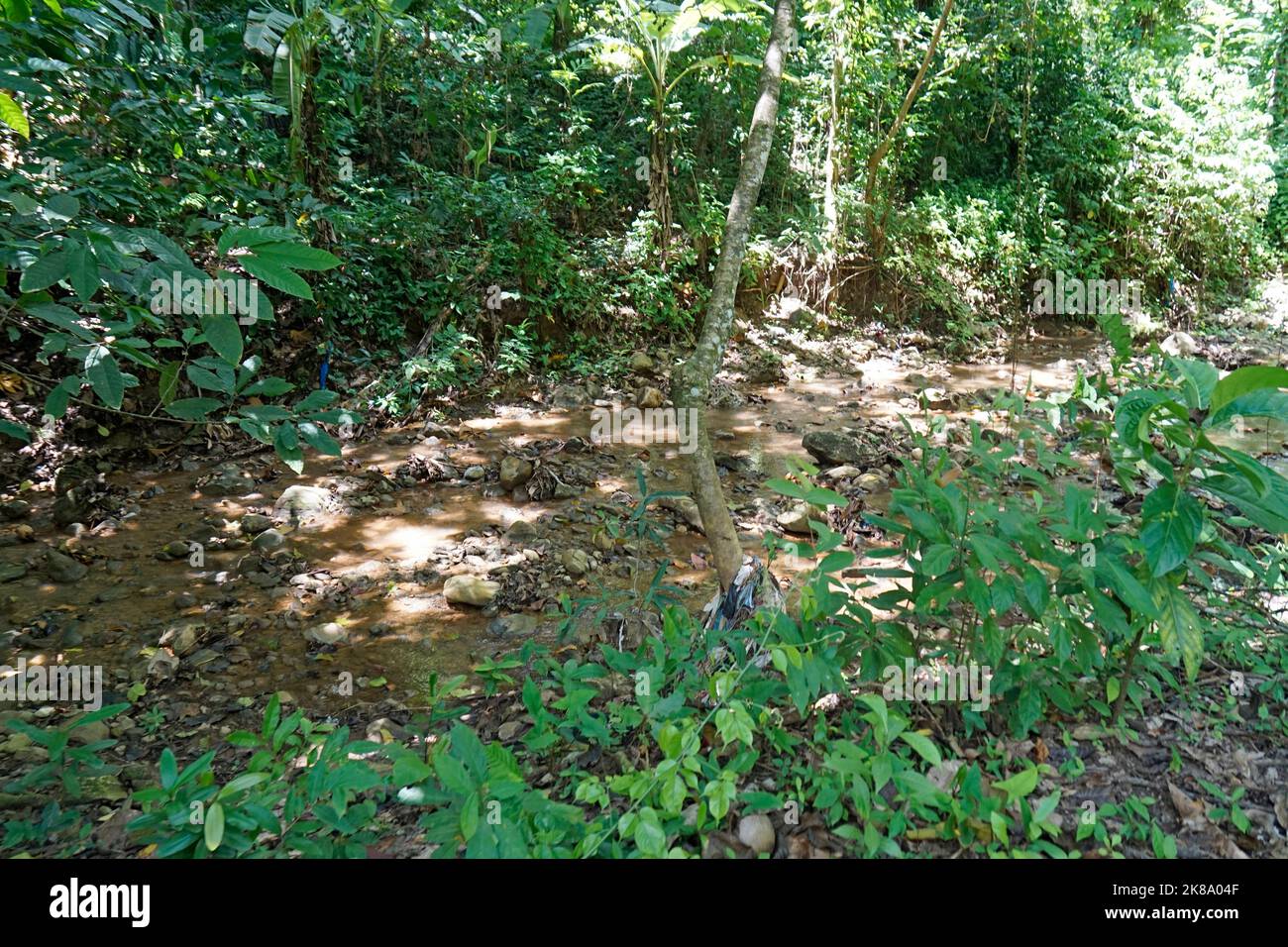 exotic tropical landscape on the peninsula of samana in the dominican ...