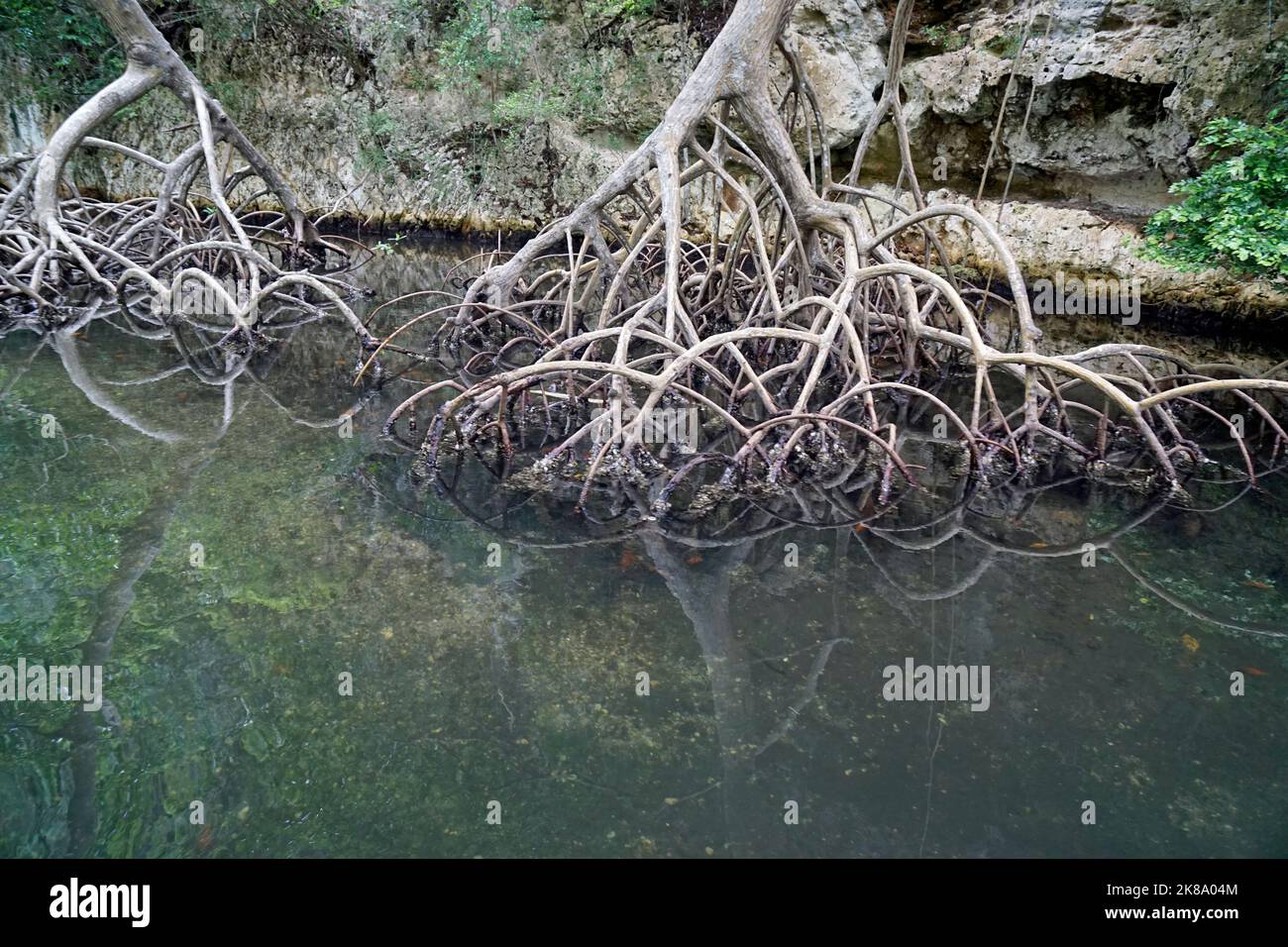mangrove forest in the national park los haitises in the dominican ...