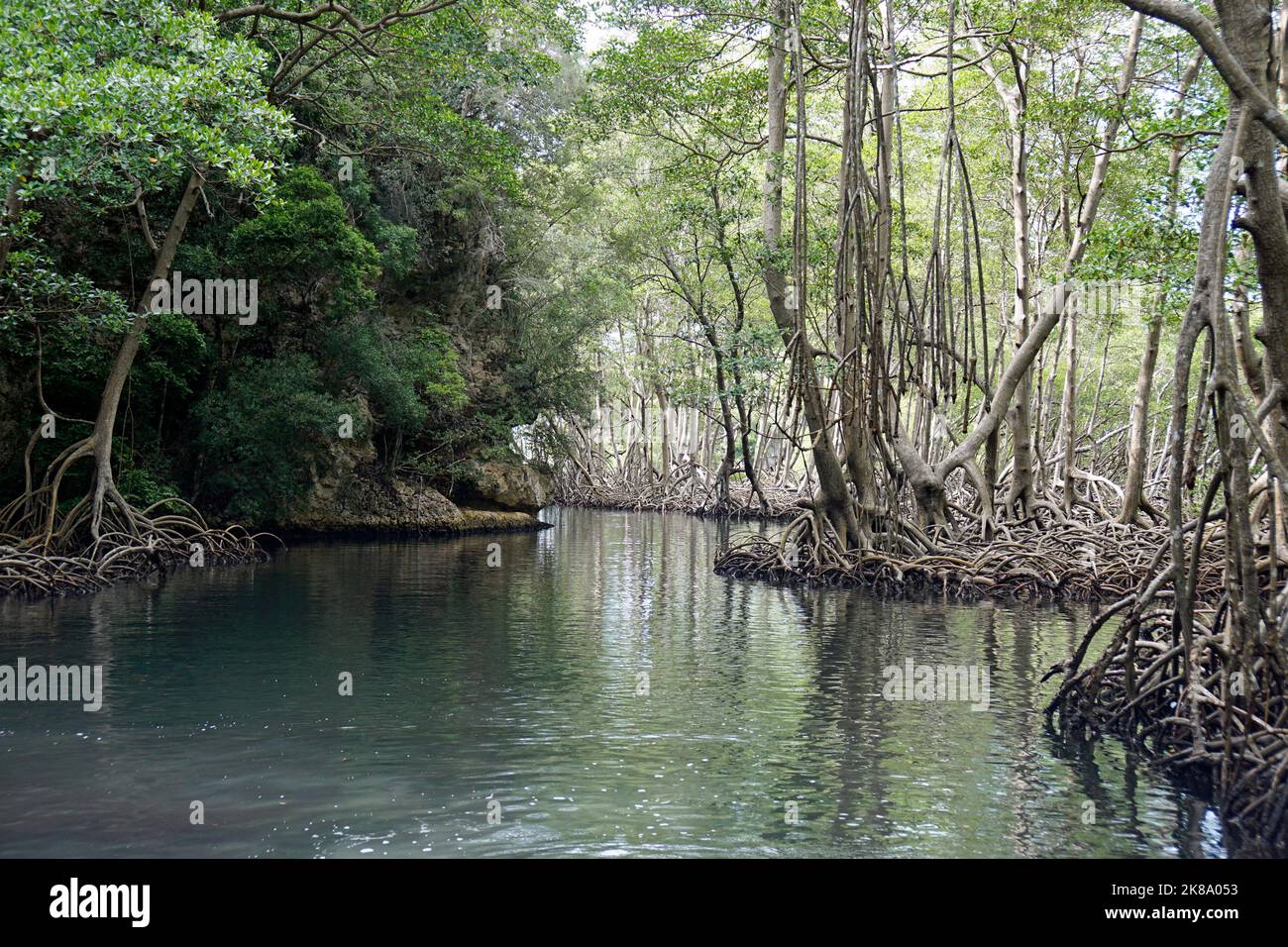mangrove forest in the national park los haitises in the dominican ...