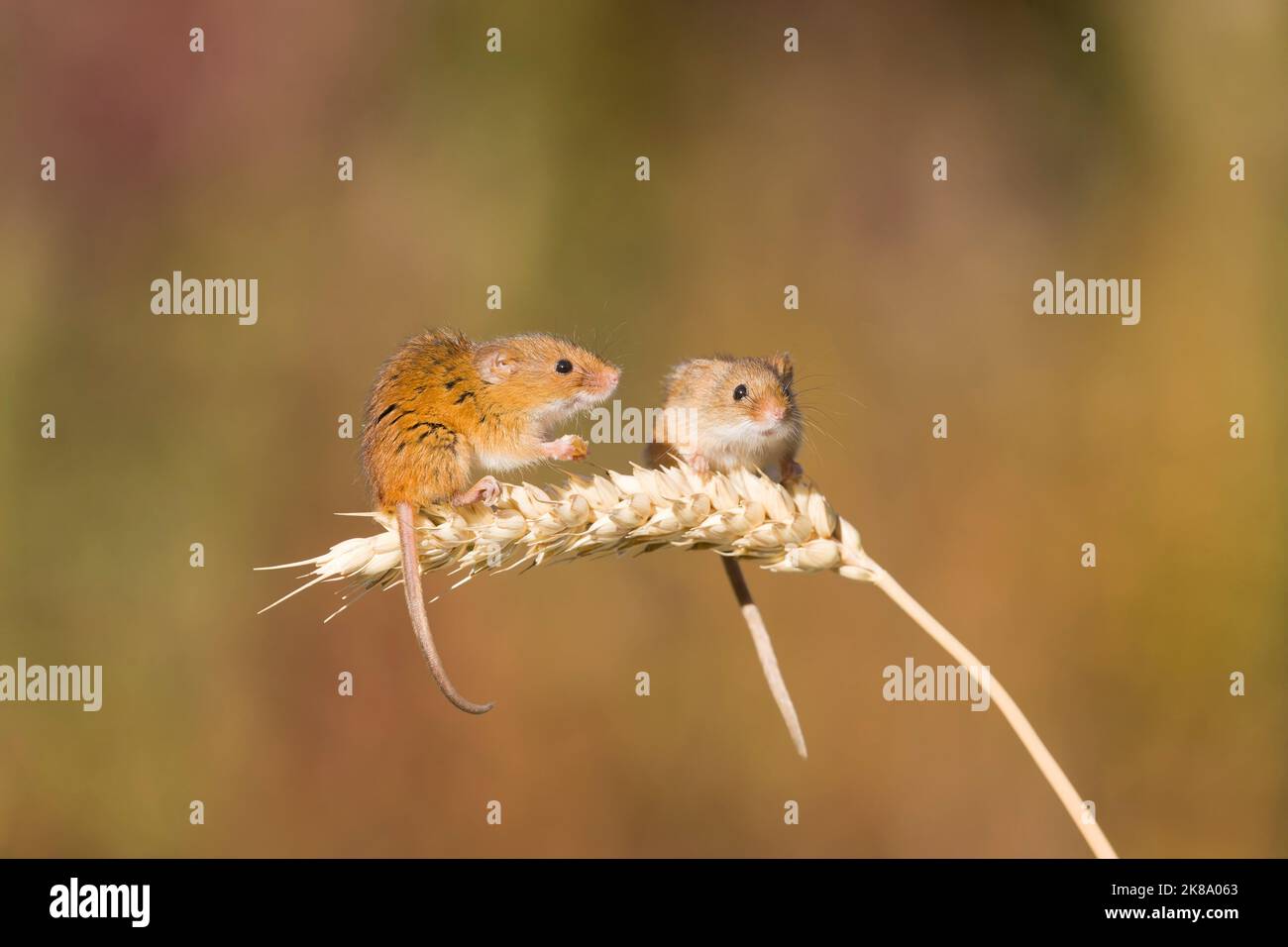 Harvest mouse Micromys minutus, 2 adults standing on wheat, 1 feeding ...