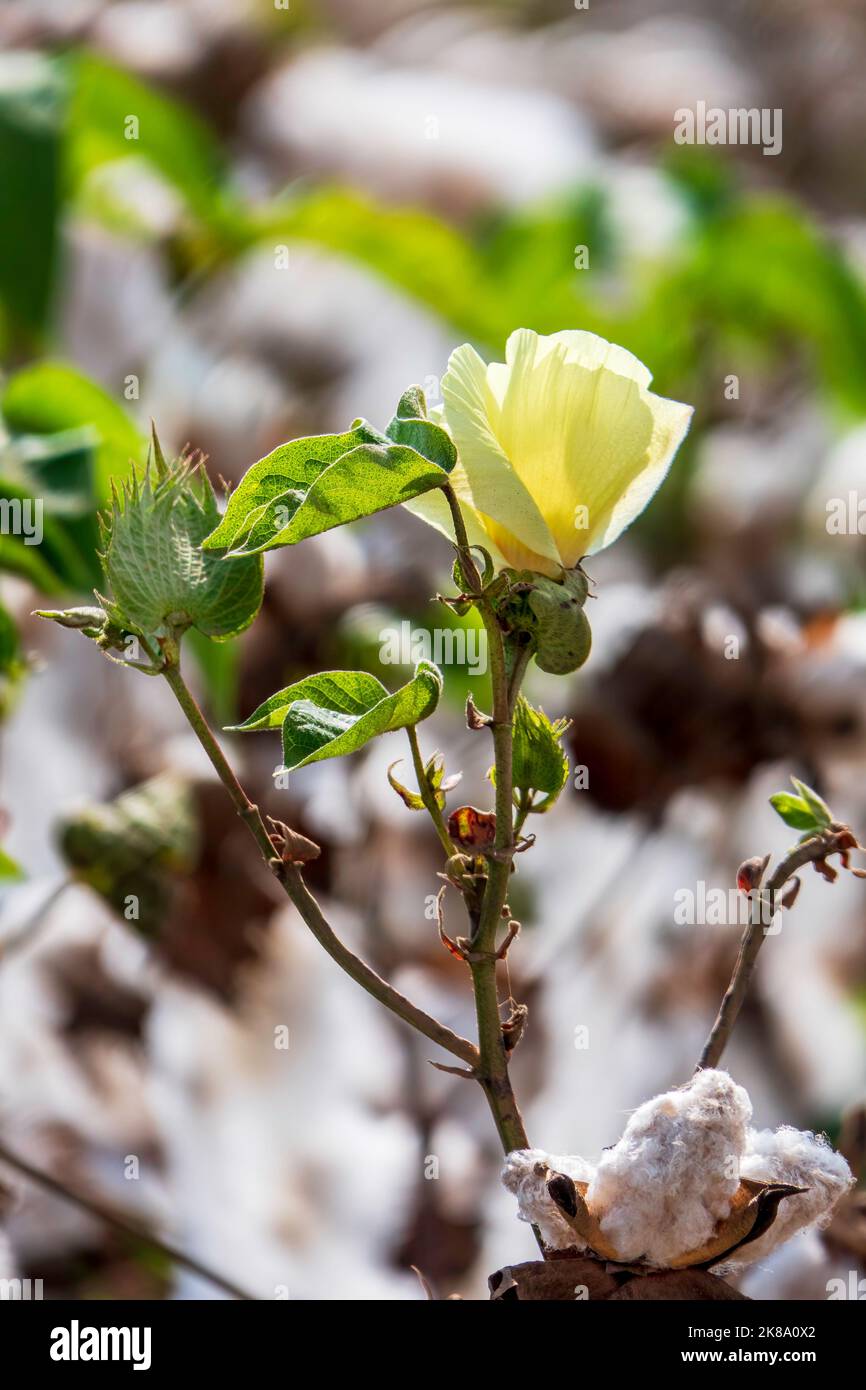 Cotton plant flower on a blurred background of a field with open bolls ...