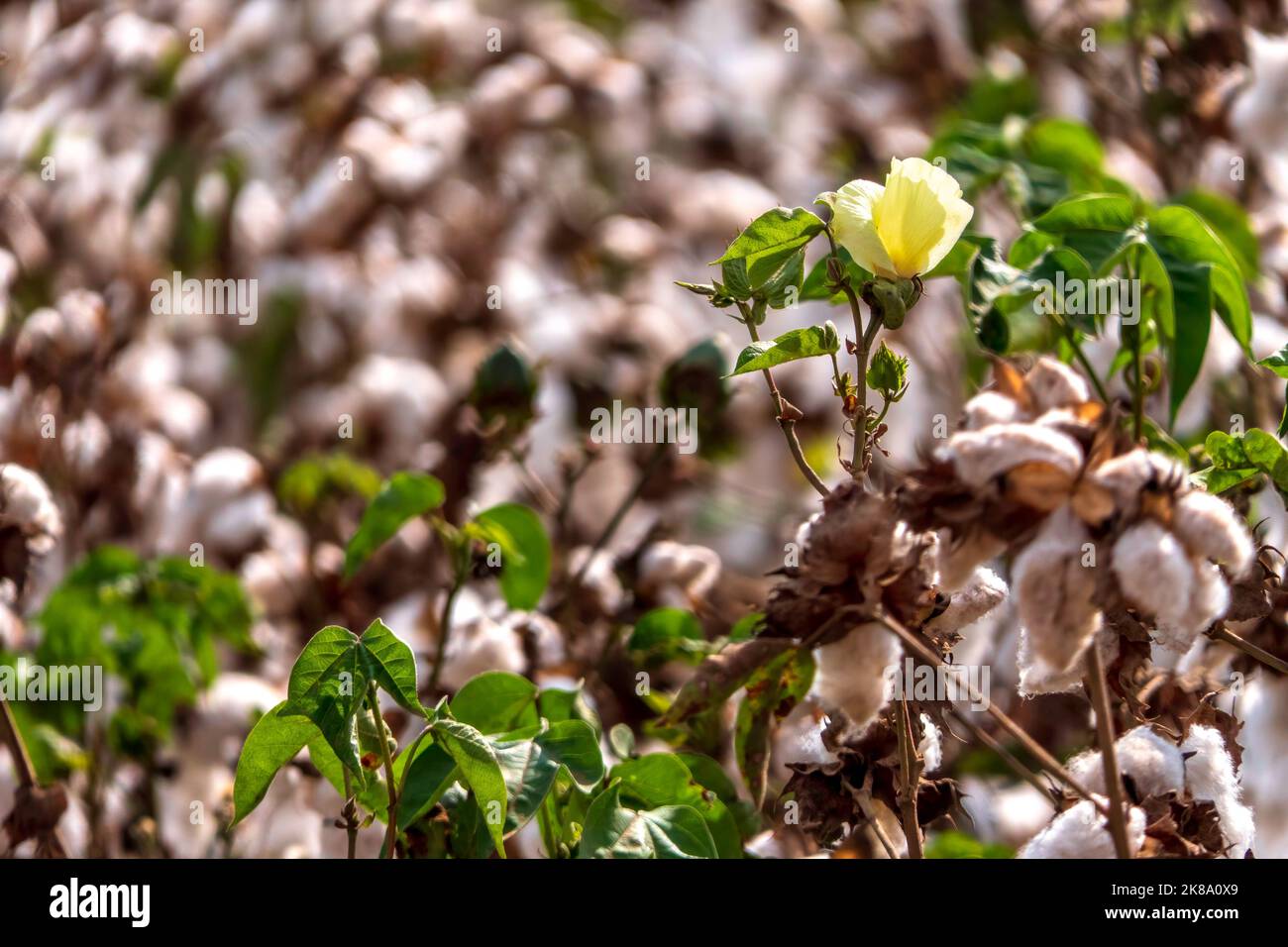 Cotton plant flower on a blurred background of a field with open bolls ...