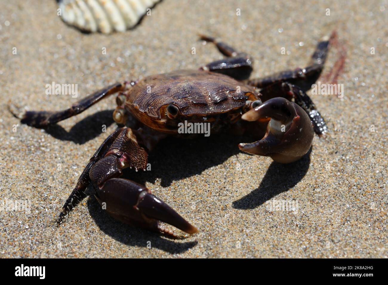 crab on the beach with large open claws Stock Photo - Alamy