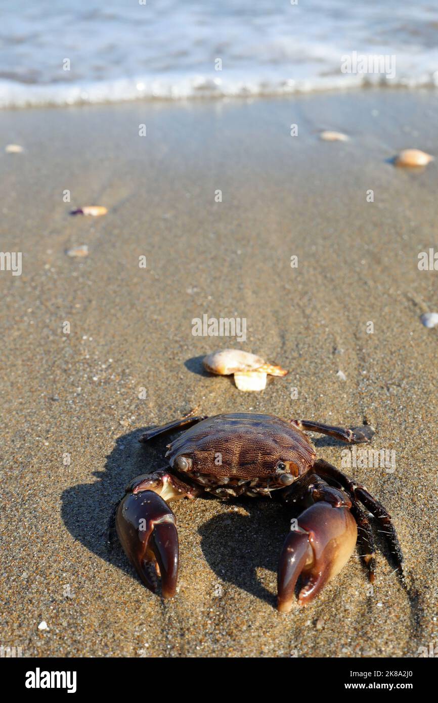big crab with mighty claws on the beach by the sea Stock Photo - Alamy