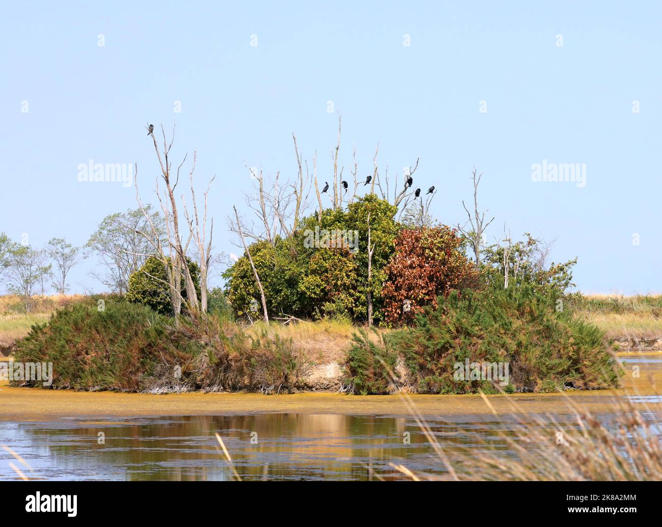 Raven infested hi-res stock photography and images - Alamy