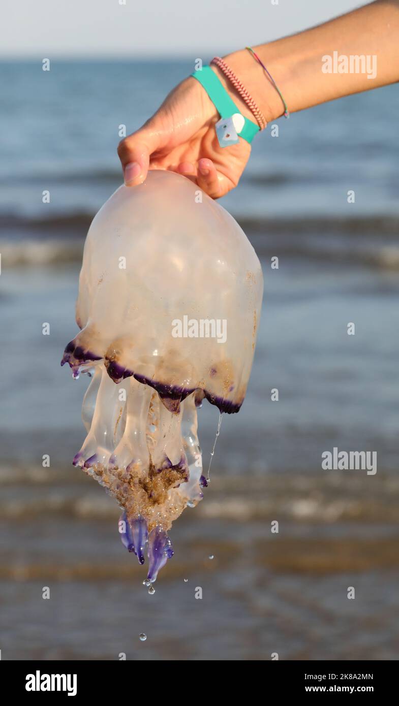 hand with jellyfish with stinging tentacles by the sea Stock Photo - Alamy